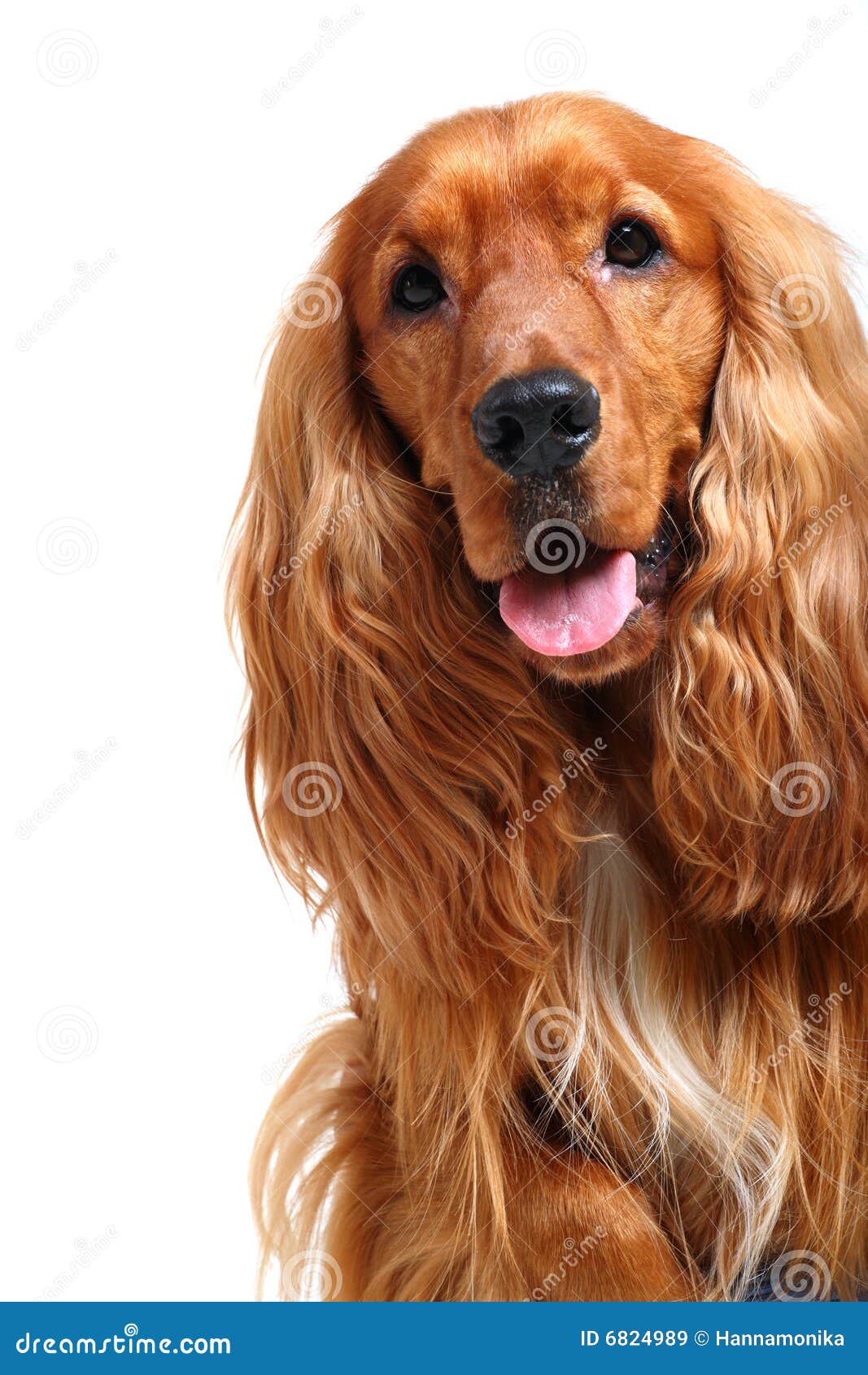 Englischer Cockerspaniel stockbild. Bild von ausschnitt - 6824989