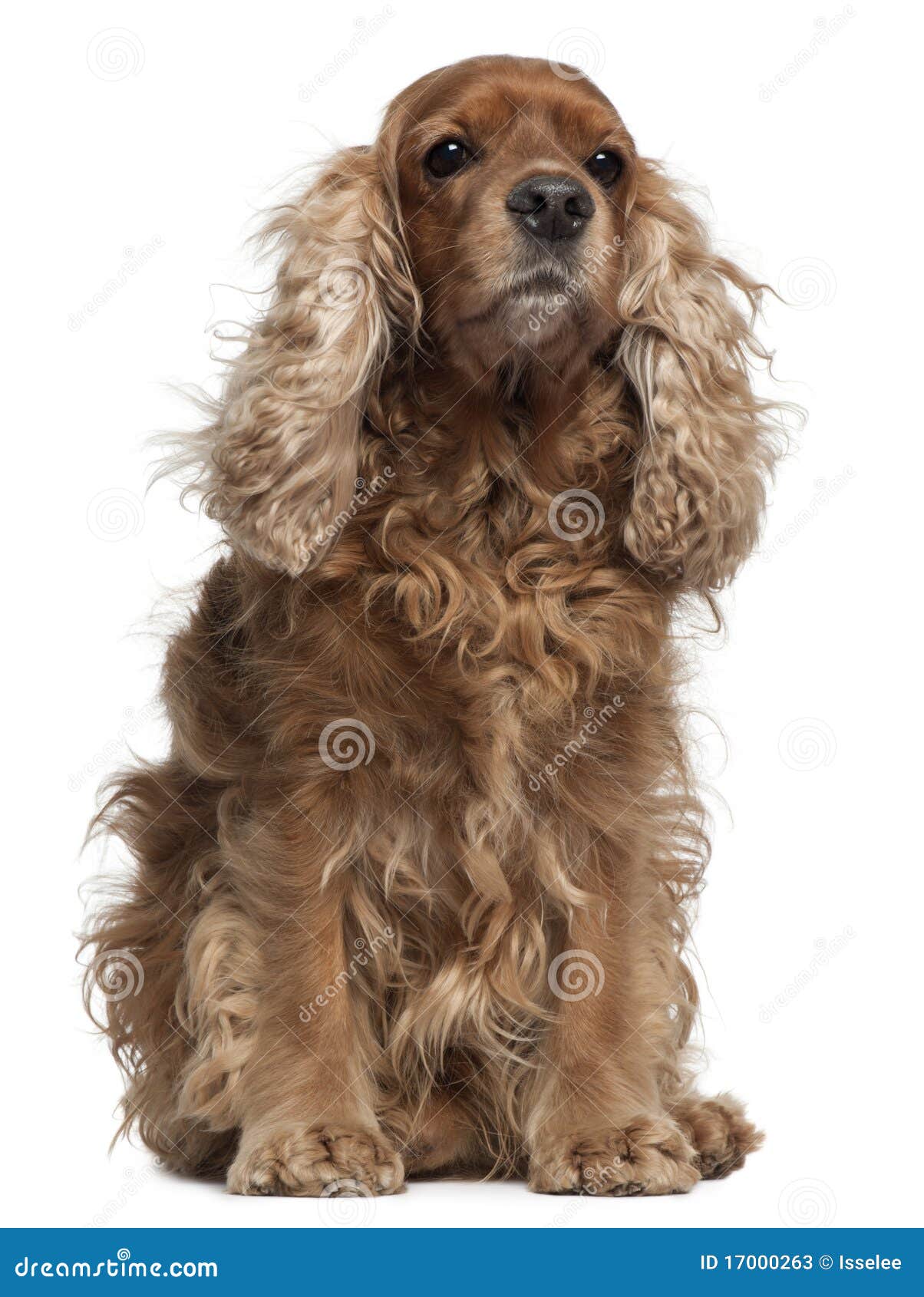Englischer Cockerspaniel Mit Dem Windblown Haar Stockbild - Bild von ...