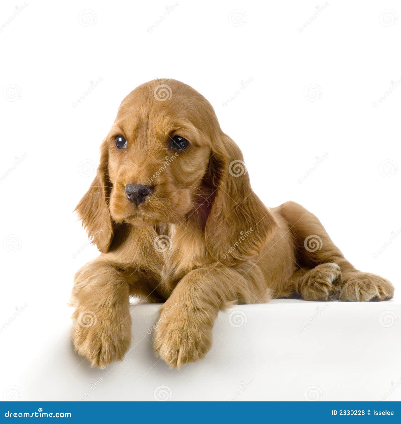 Englischer Cockerspanielwelpe Stockfoto - Bild von welpe, porträt: 2330228