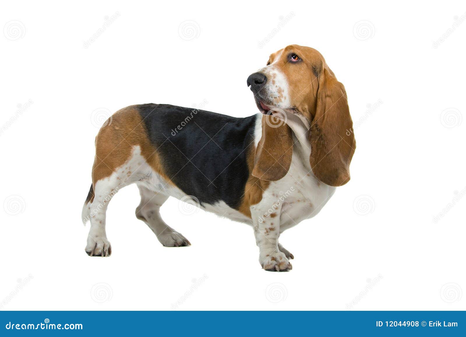 Englischer Dachshund-Jagdhund Stockfoto - Bild von getrennt, ansicht ...