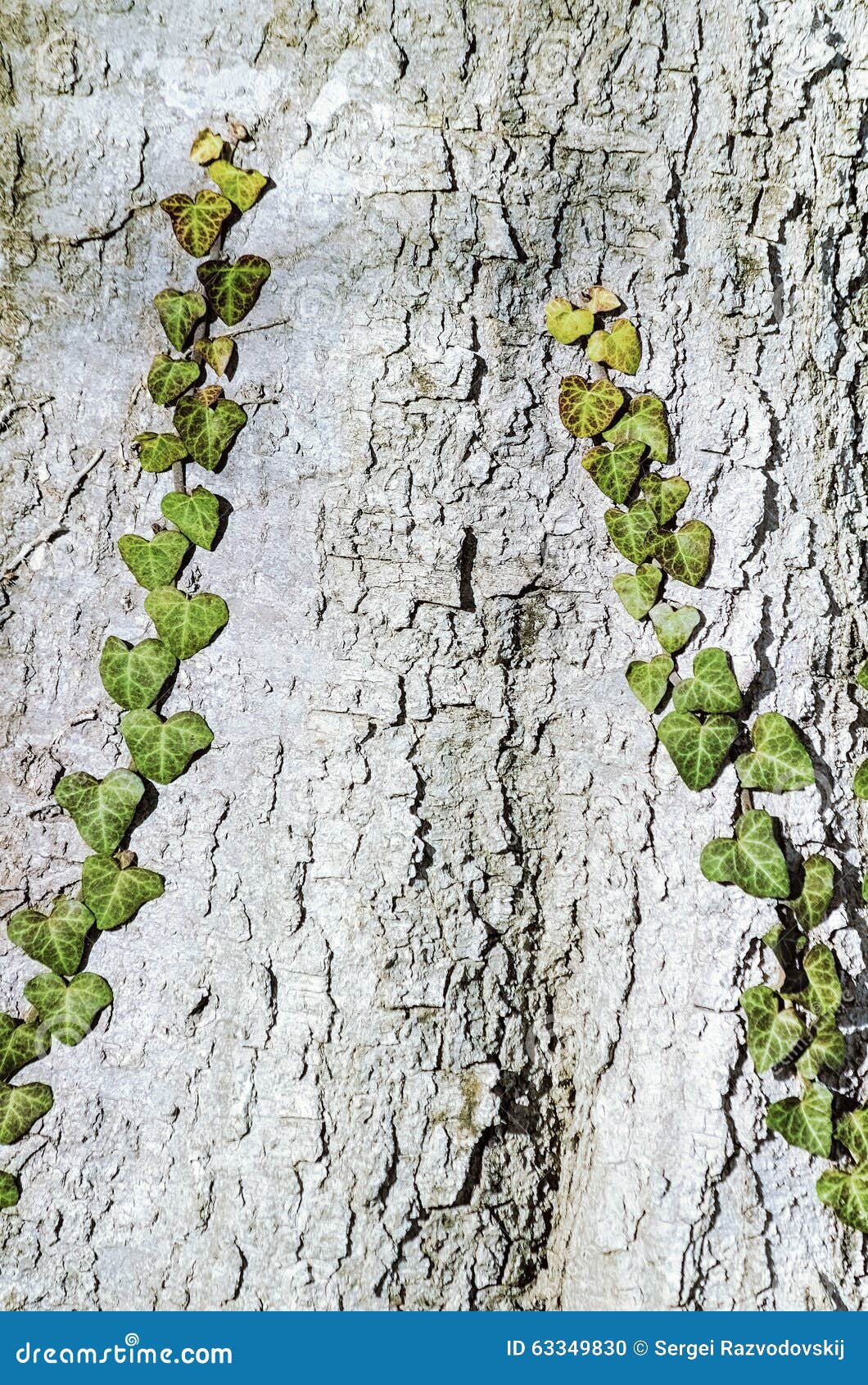 Englischer Efeu stockfoto. Bild von blätter, efeu, nave - 63349830