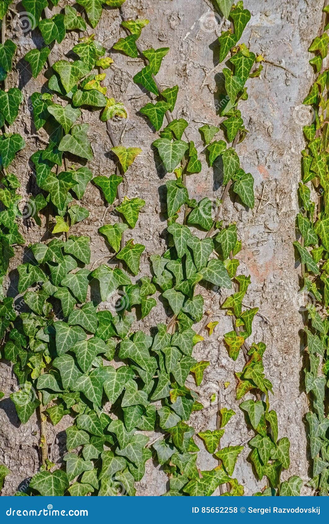 Englischer Efeu stockfoto. Bild von steigen, kriechen - 85652258
