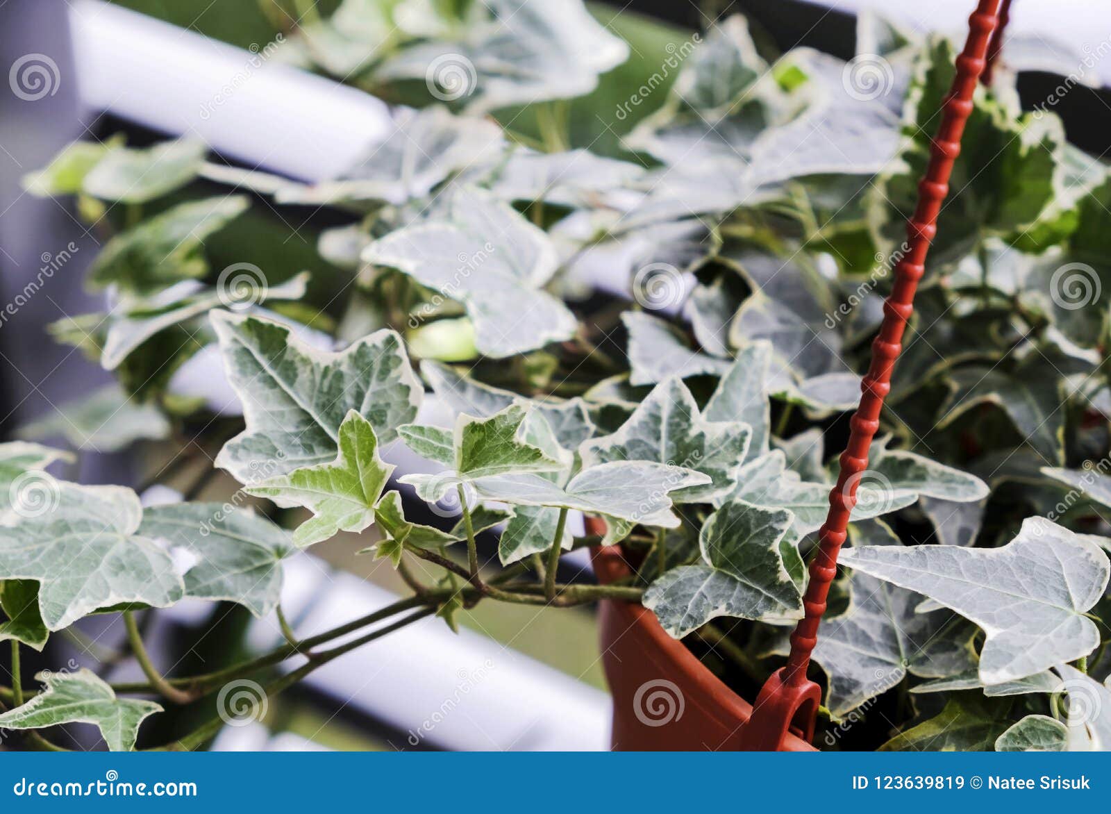 Englischer Efeu Oder Hederahelix Im Blumentopf am Balkon Stockbild ...