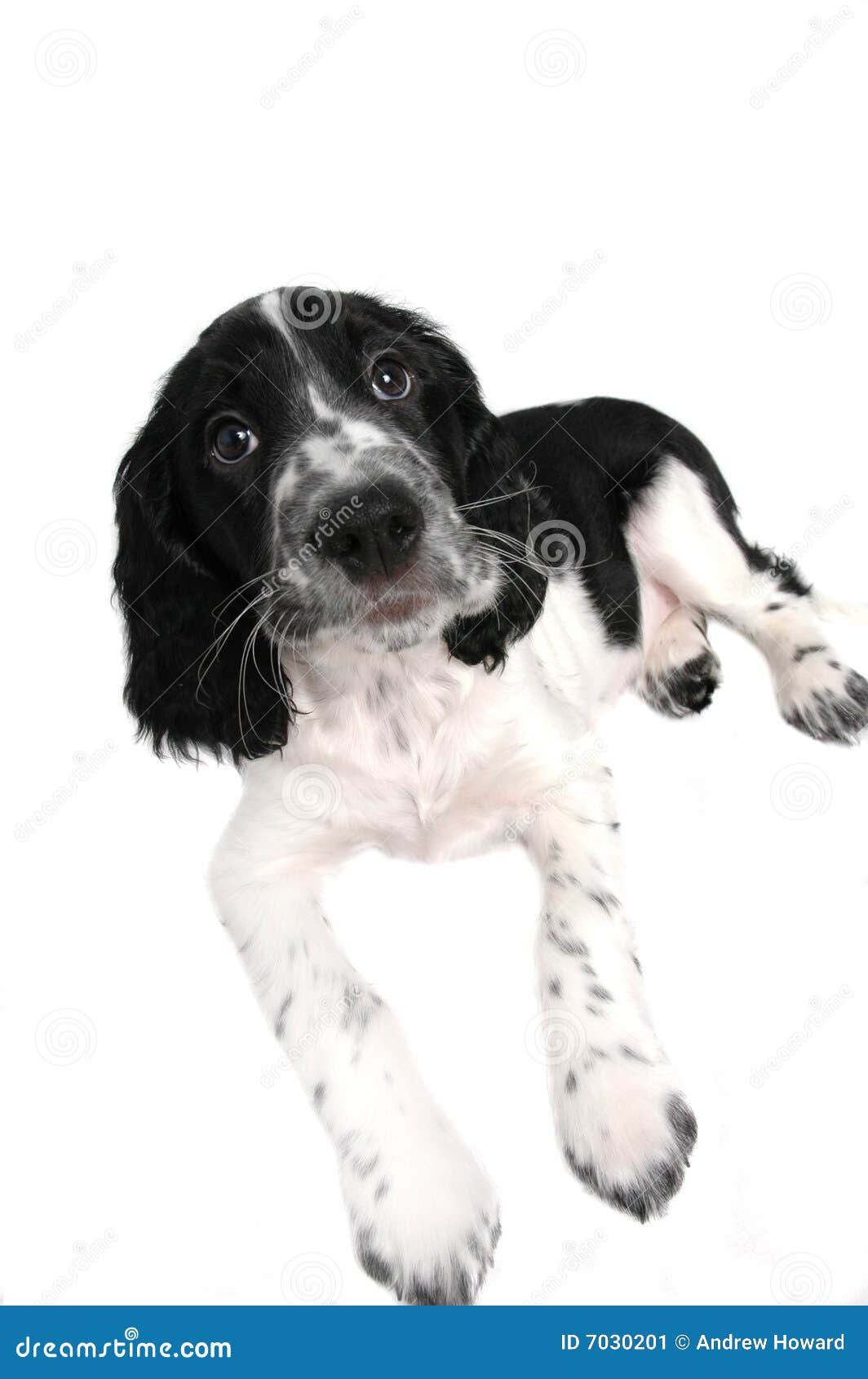 Englischer Springer Spaniel Stockbild - Bild von unschuldig, spaniel ...