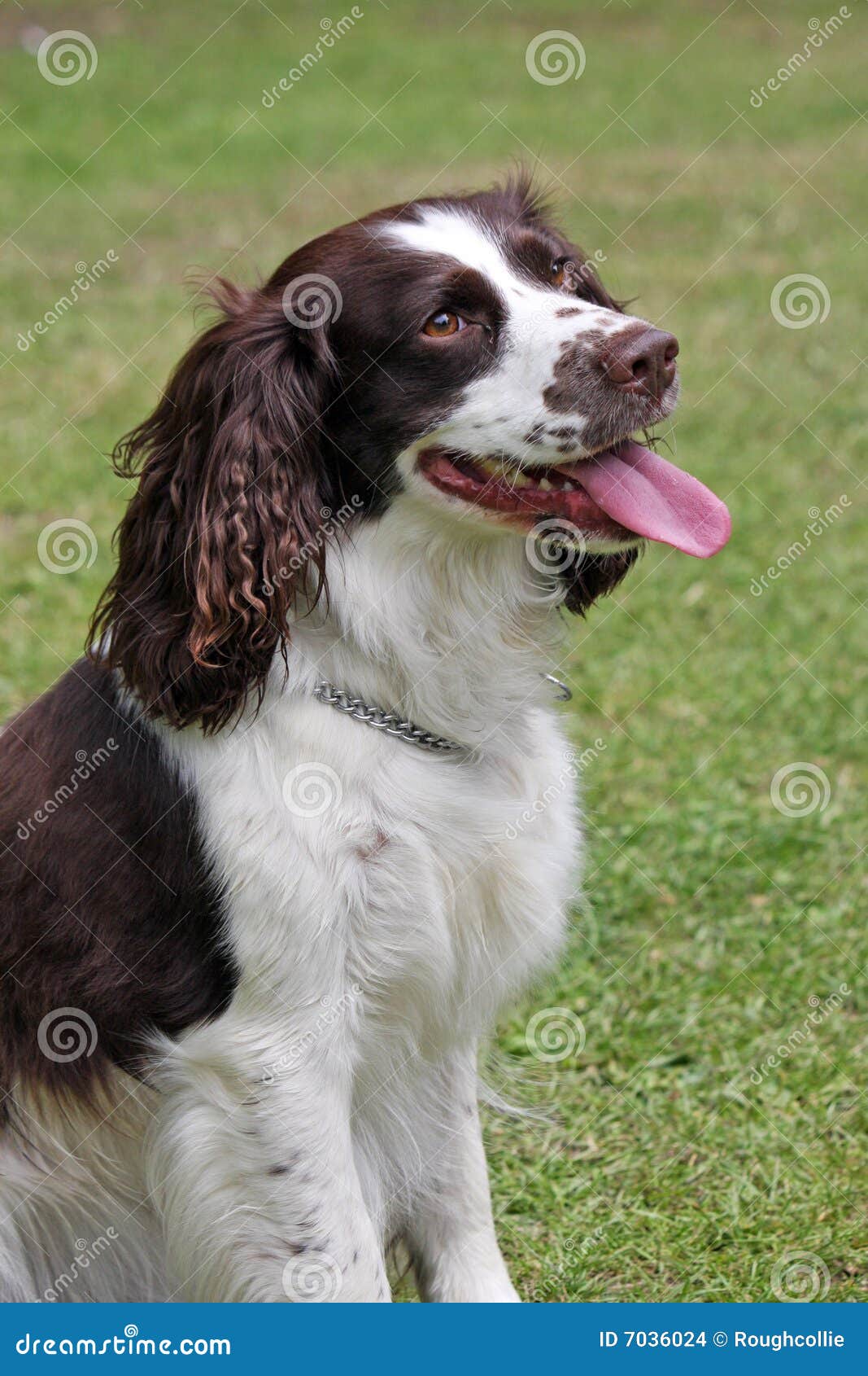 Englischer SpringerSpaniel stockfoto. Bild von gras, eckzähne - 7036024