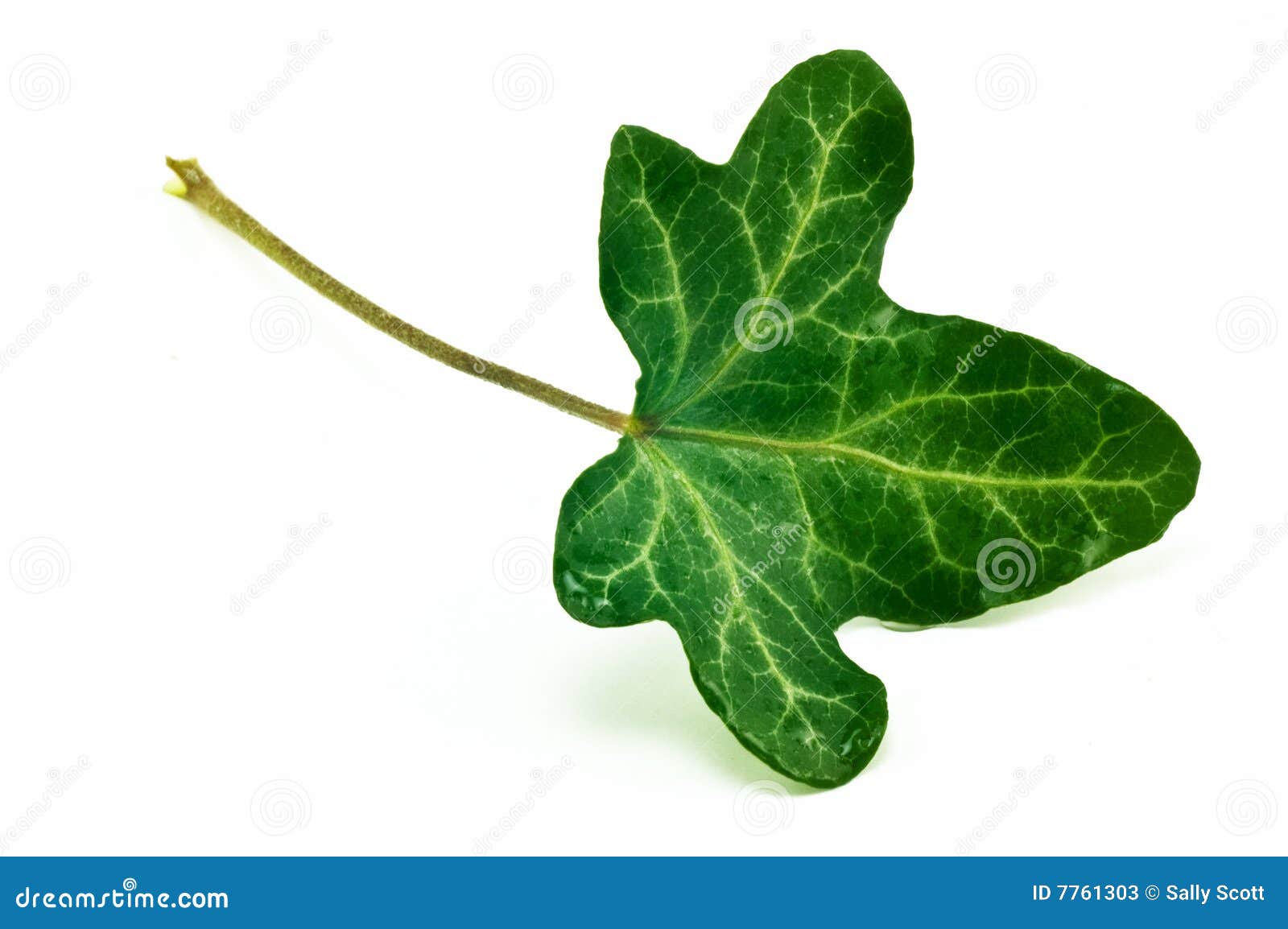 Englisches Efeublatt stockbild. Bild von grün, betrieb - 7761303