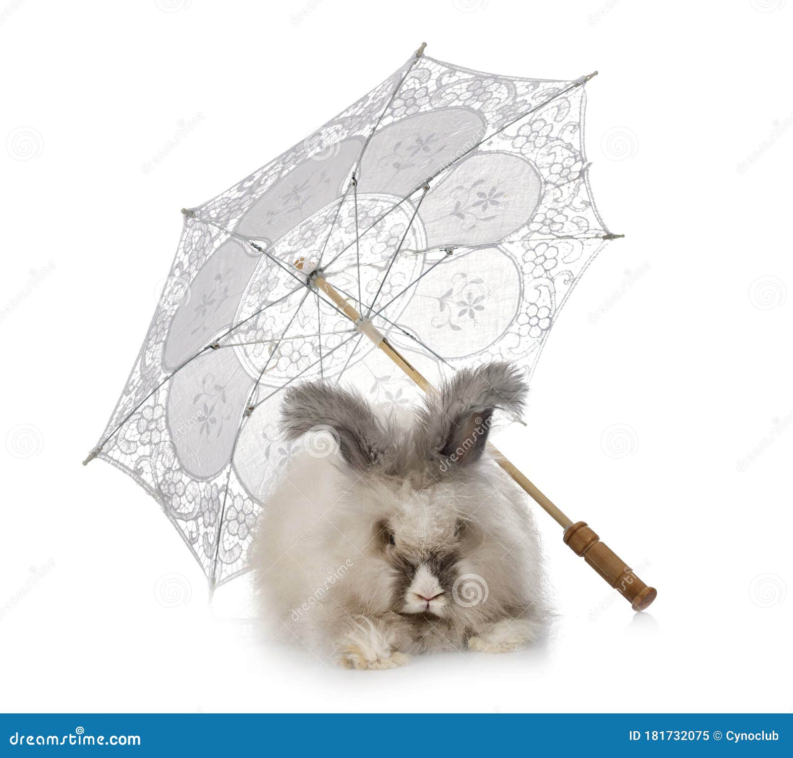 English Angora Rabbit In Front Of White Background Royalty-Free Stock ...
