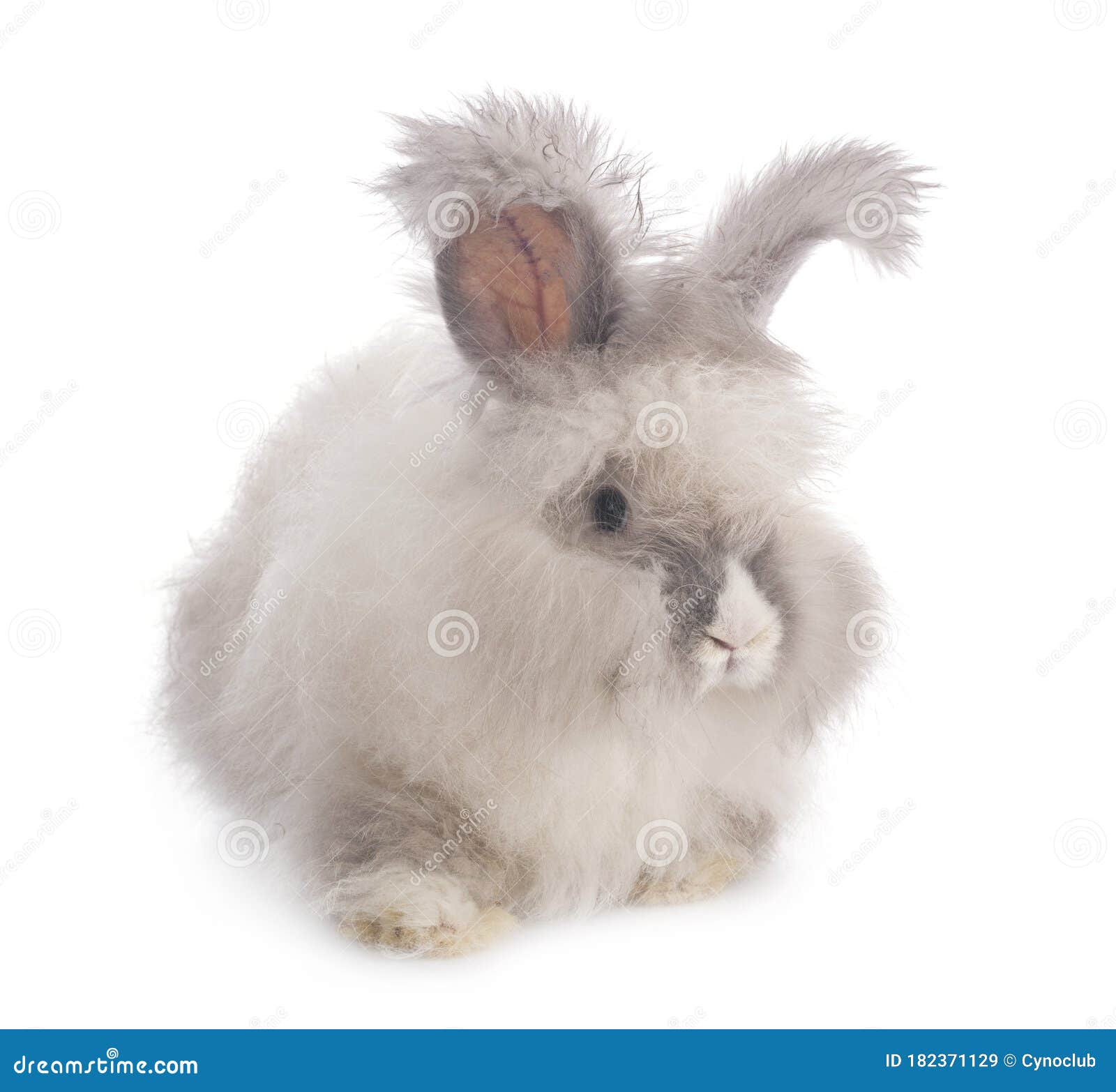 English Angora rabbit stock image. Image of angora, animal - 182371129