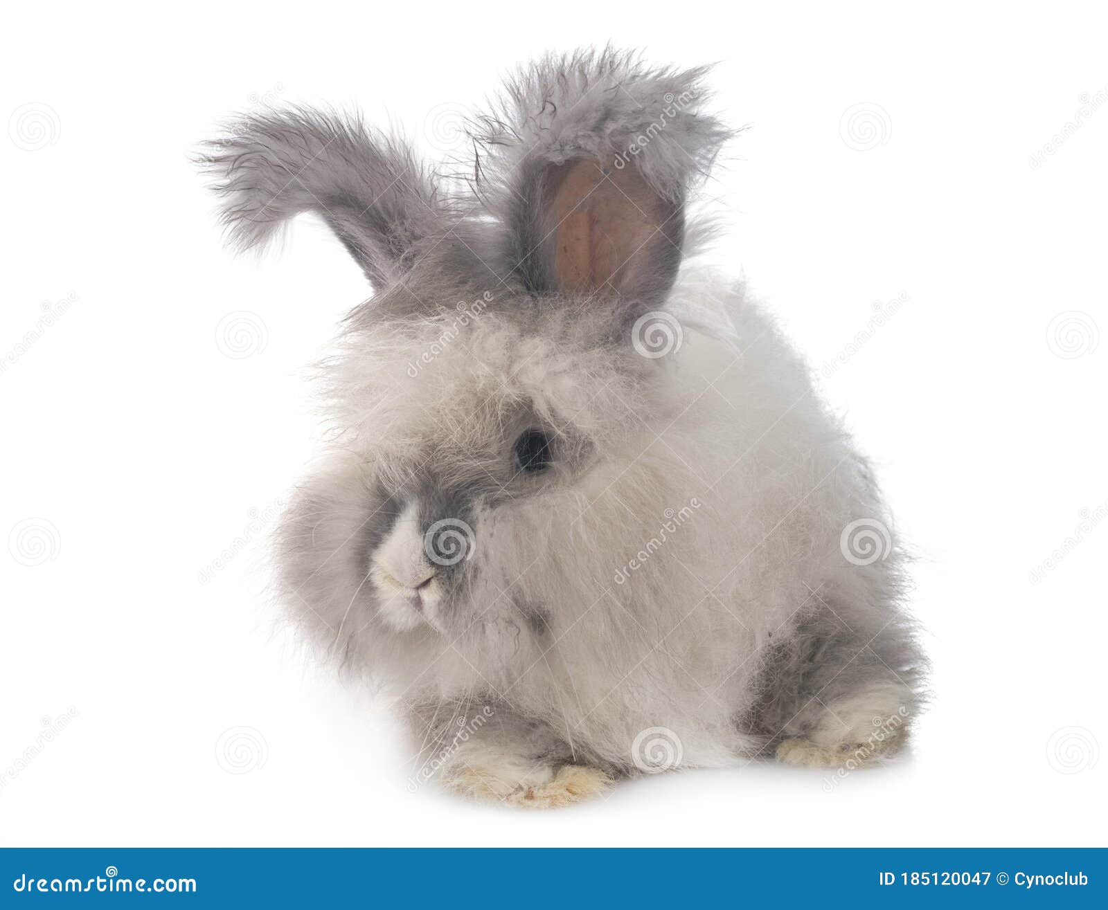 English Angora rabbit stock image. Image of english - 185120047
