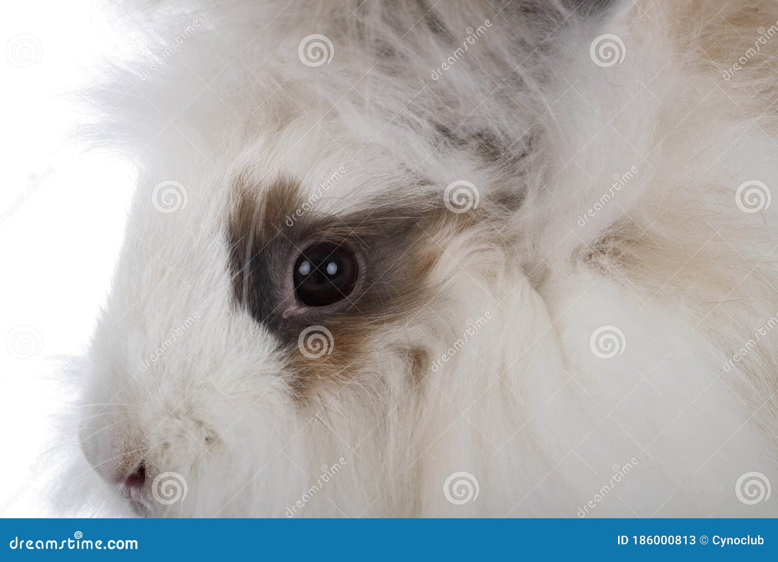 English Angora rabbit stock image. Image of white, rodent - 186000813
