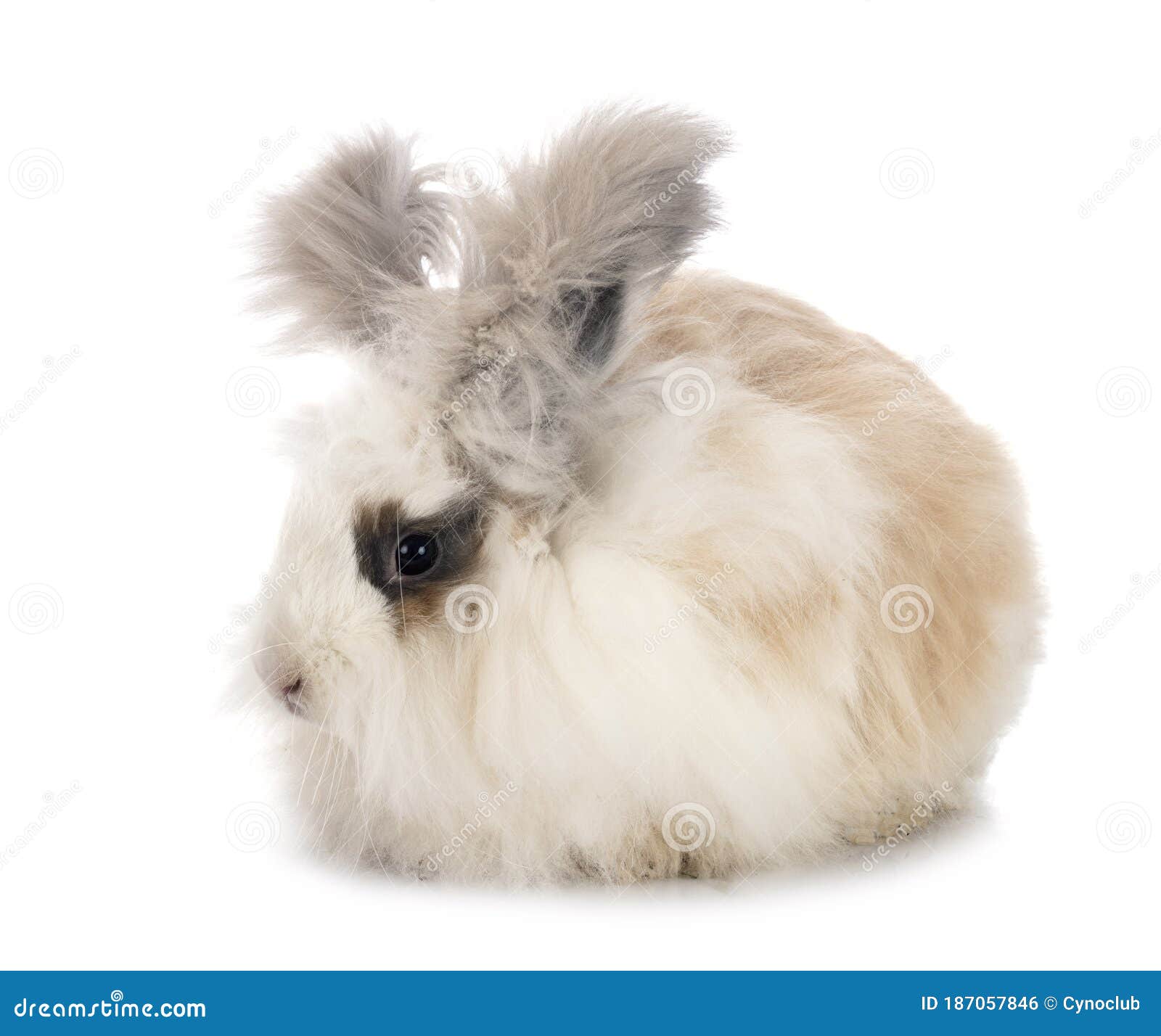 English Angora rabbit stock photo. Image of isolated - 187057846