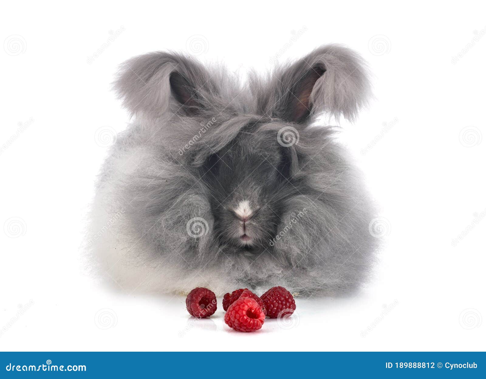 English Angora rabbit stock photo. Image of angora, animal - 189888812