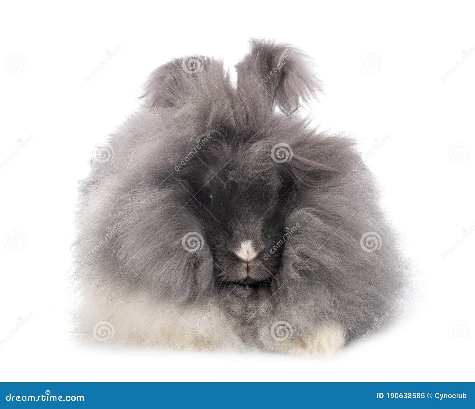 English Angora rabbit stock image. Image of rabbit, white - 190638585