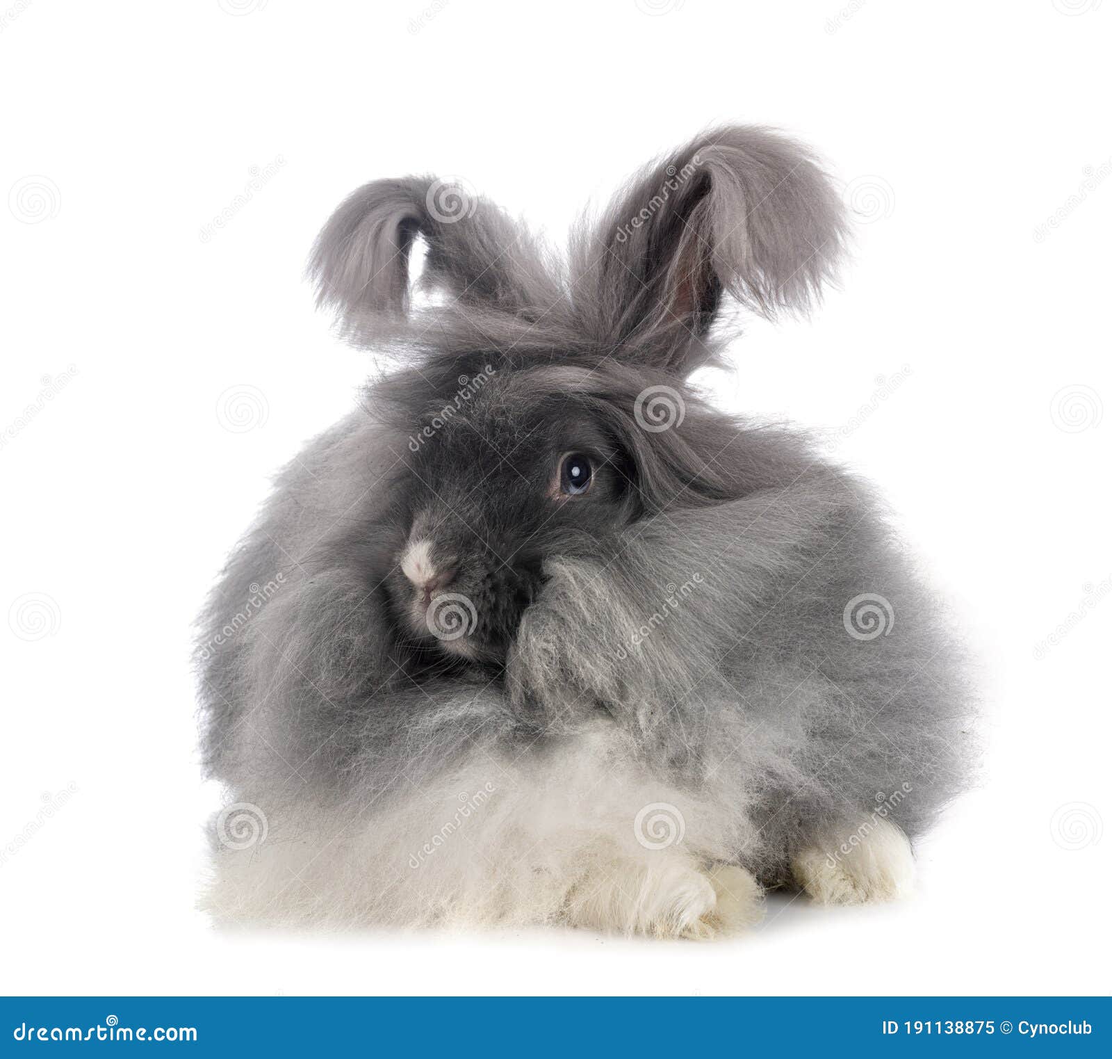 English Angora rabbit stock image. Image of animal, studio - 191138875