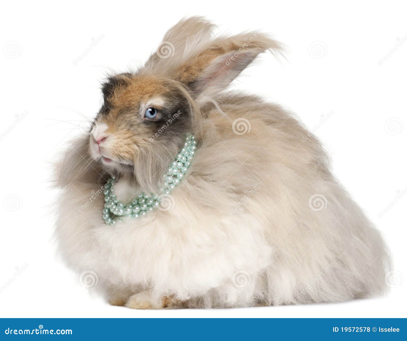 English Angora Rabbit In Front Of White Background Royalty-Free Stock ...