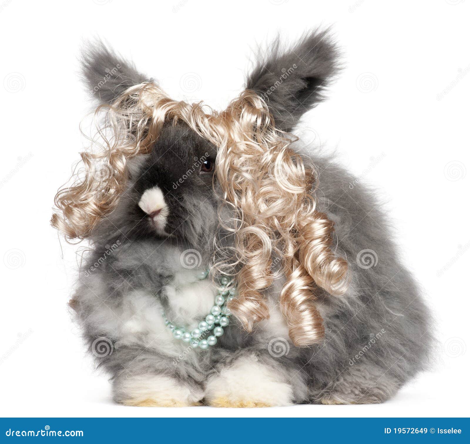 English Angora Rabbit In Front Of White Background Royalty-Free Stock ...
