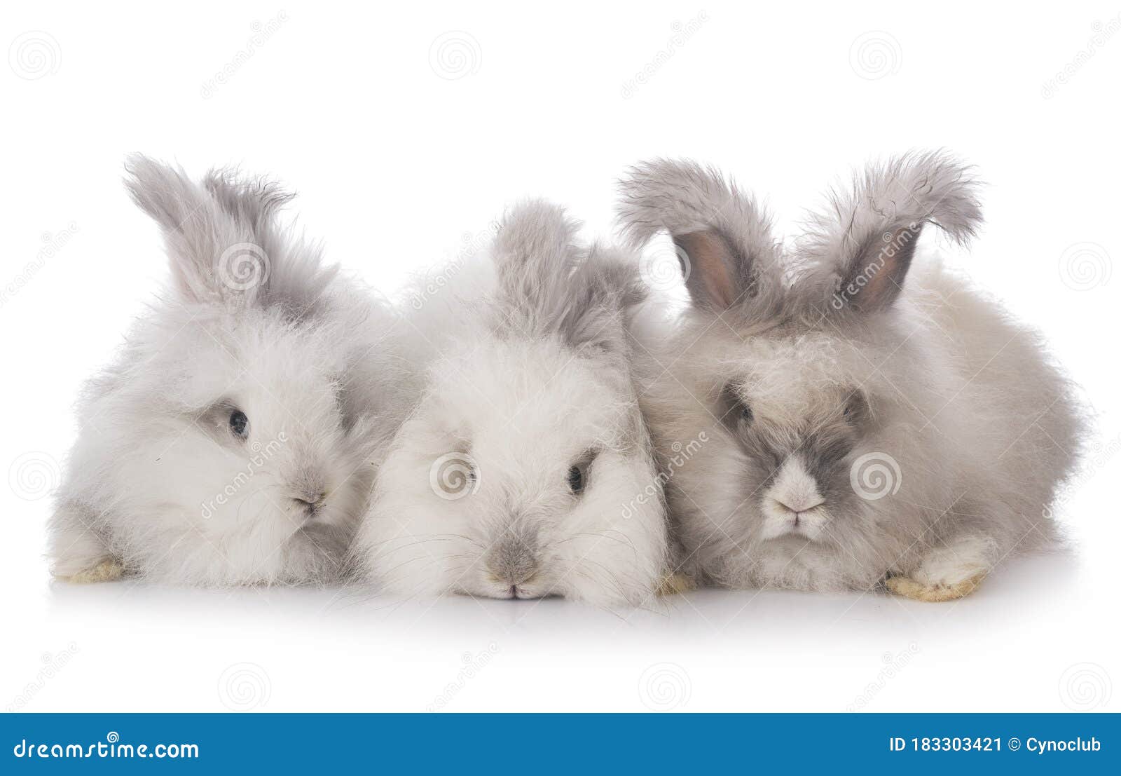 English Angora rabbits stock image. Image of gray, bunny - 183303421