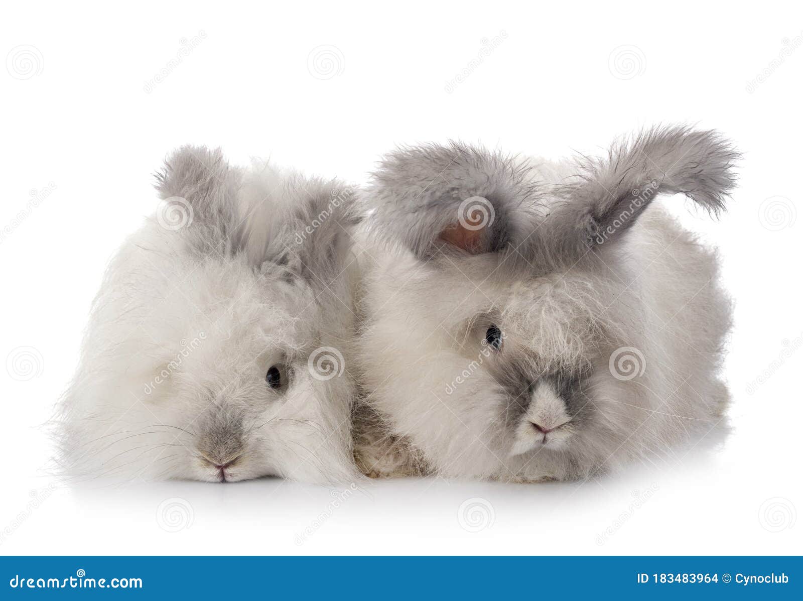 English Angora rabbits stock photo. Image of rabbit - 183483964