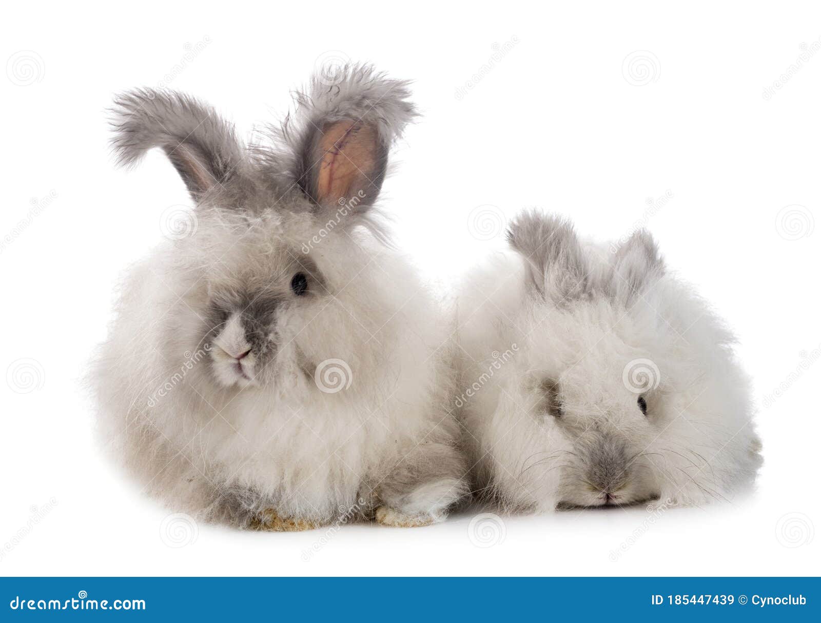English Angora rabbits stock image. Image of studio - 185447439