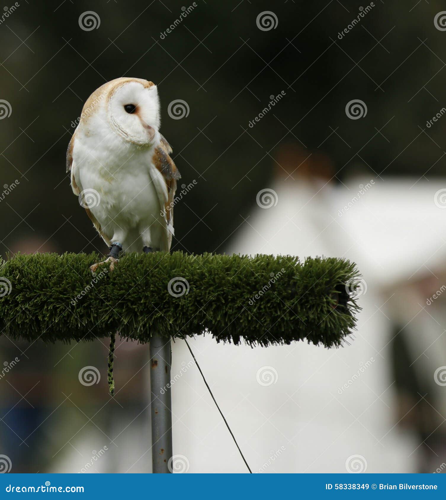 English Barn Owl stock image. Image of feathers, english - 58338349