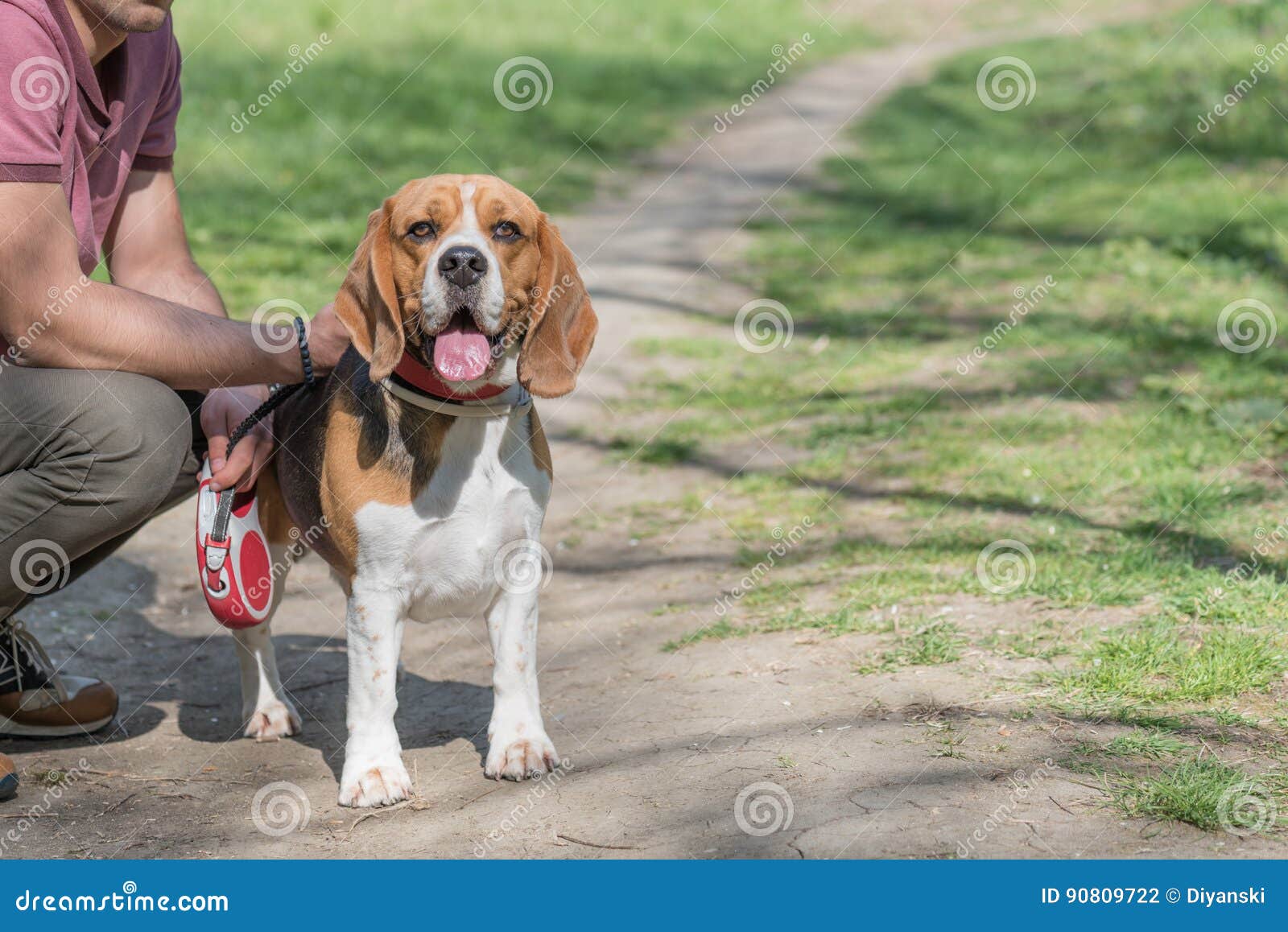 English Beagle Dog stock photo. Image of animal, leisure - 90809722
