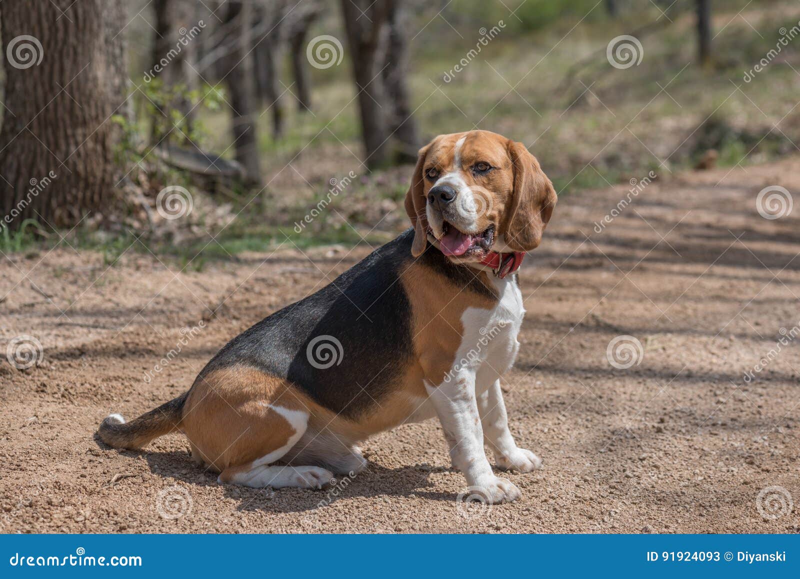 English Beagle Dog stock image. Image of domestic, nature - 91924093