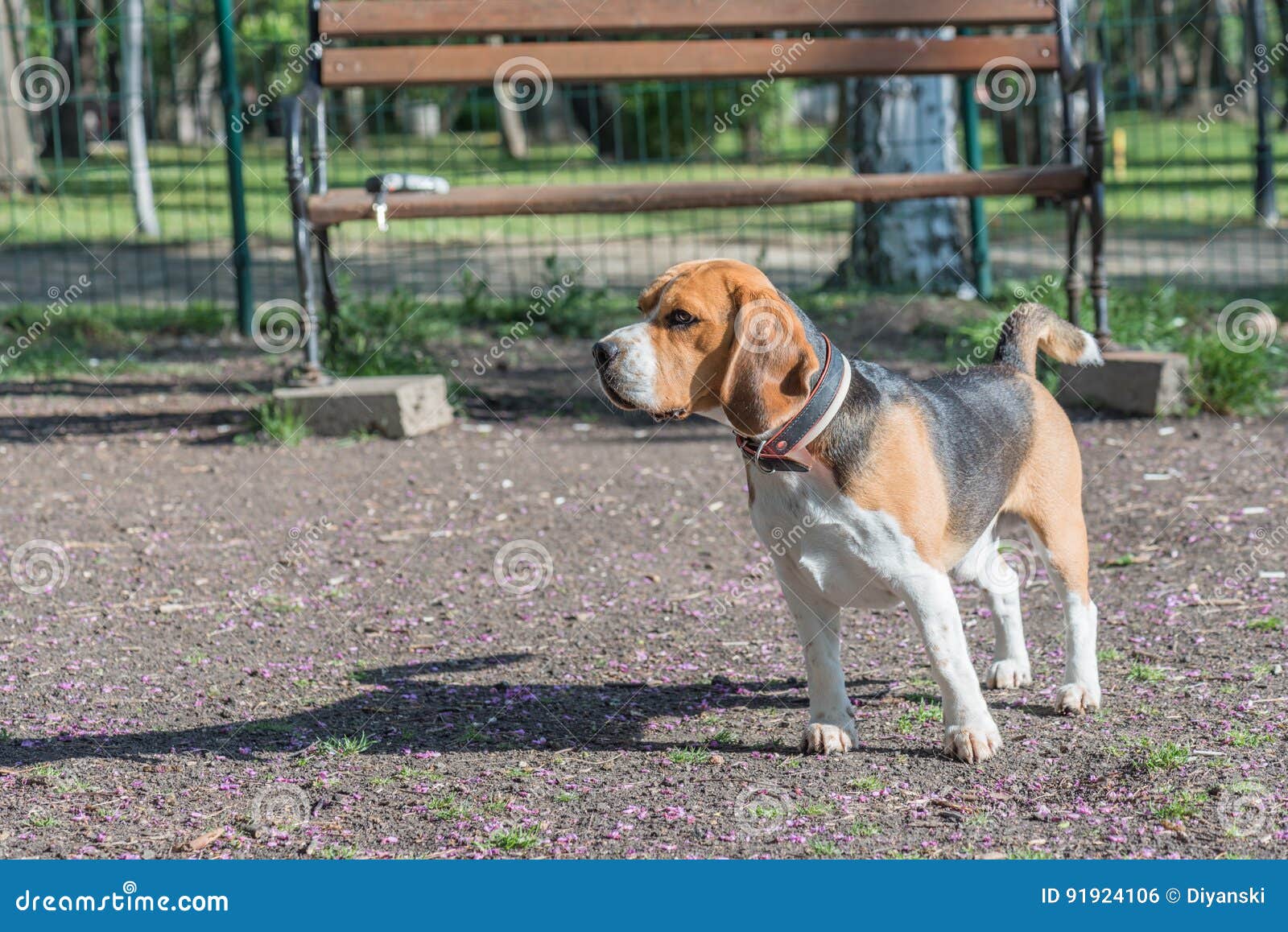 English Beagle Dog stock photo. Image of cute, breed - 91924106
