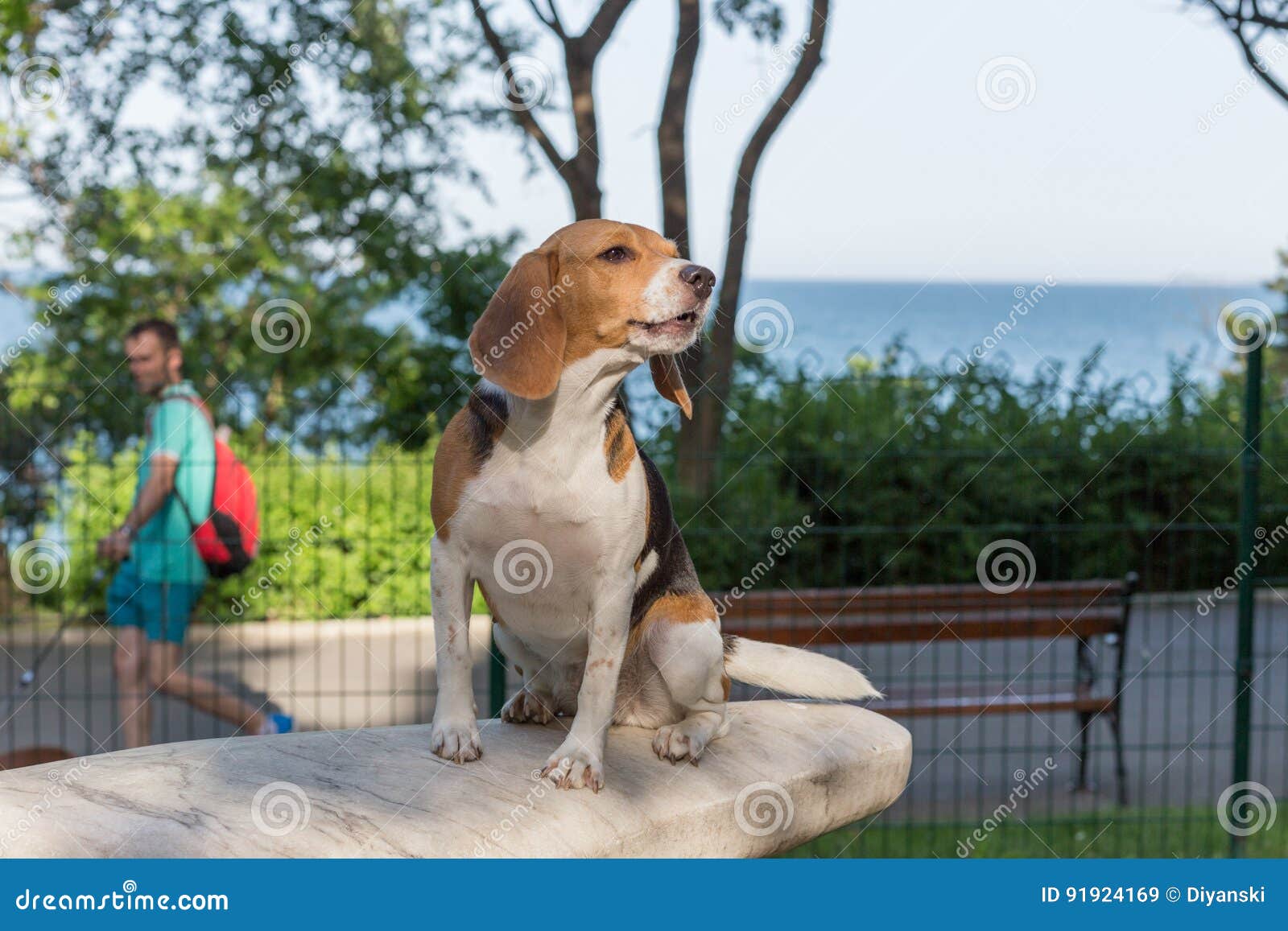 English Beagle Dog stock image. Image of leisure, pedigreed - 91924169