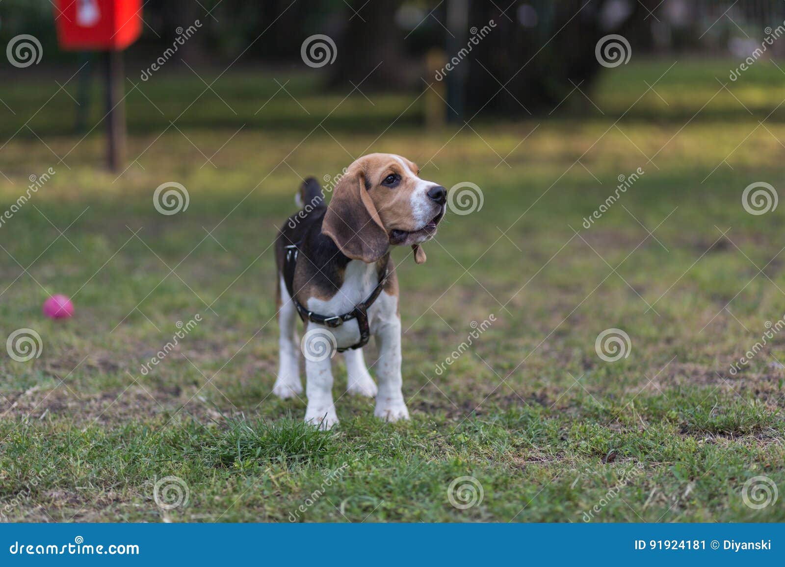 English Beagle Dog stock image. Image of young, domestic - 91924181