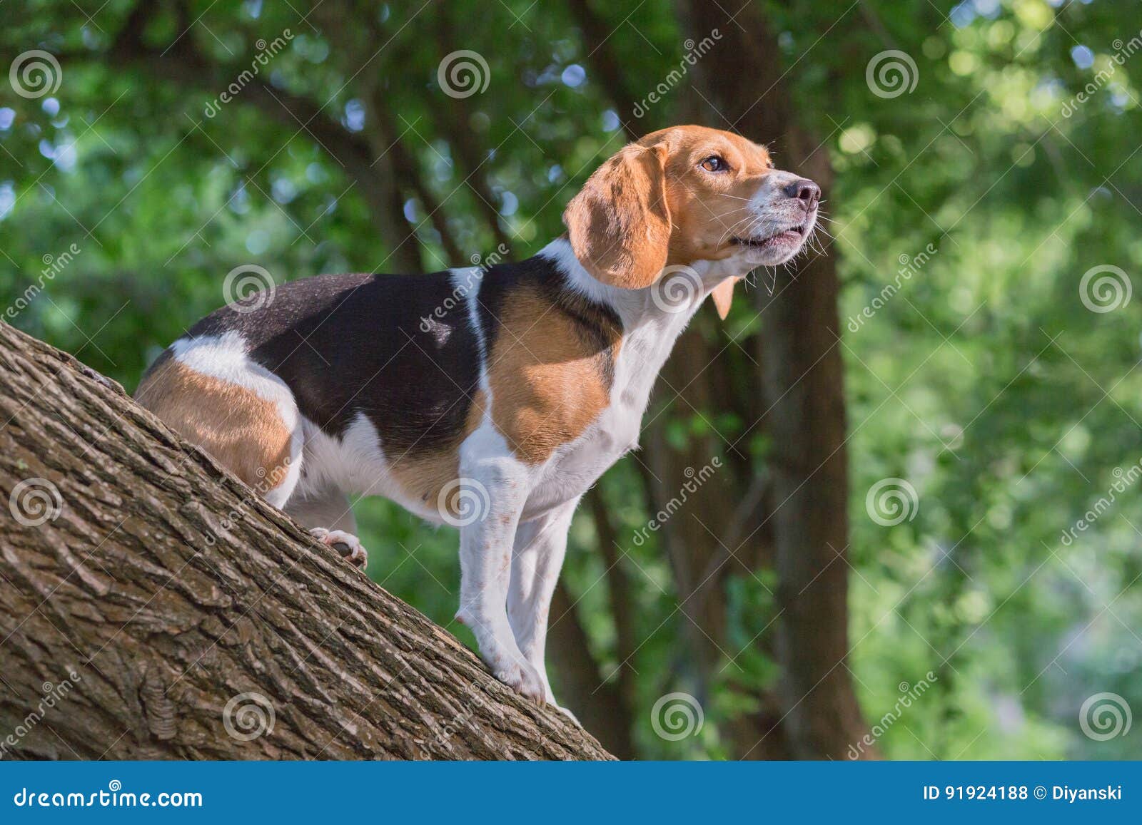 English Beagle Dog stock photo. Image of portrait, animals - 91924188