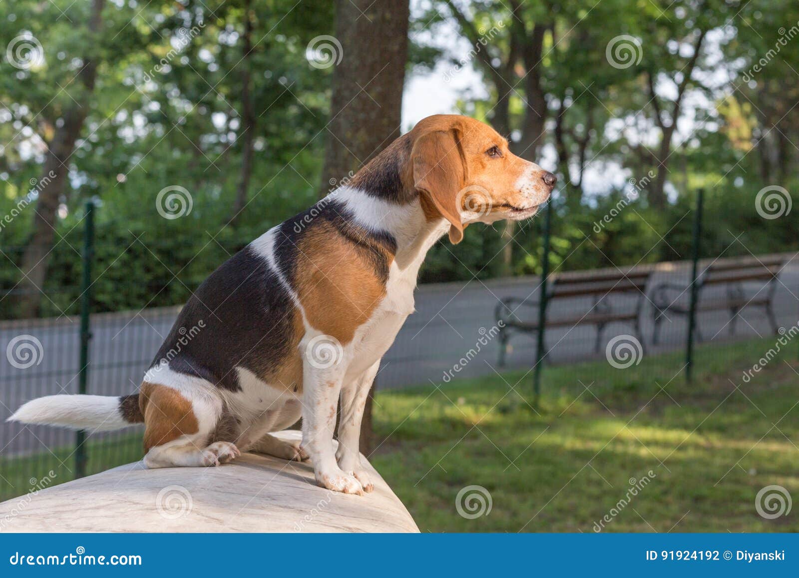 English Beagle Dog stock photo. Image of leisure, cute - 91924192