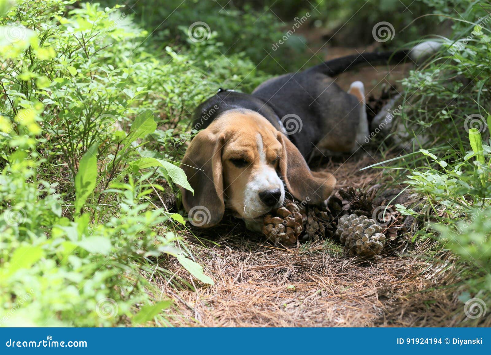 English Beagle Dog stock photo. Image of puppy, animals - 91924194