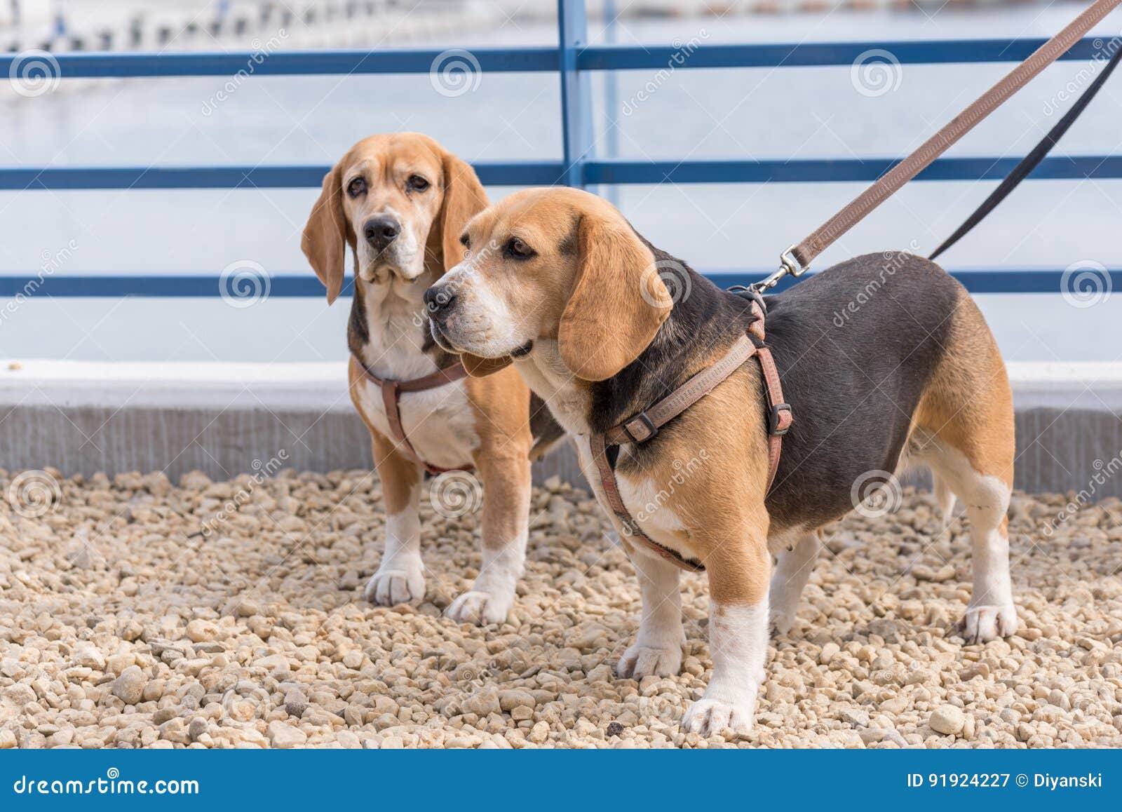 English Beagle Dog stock image. Image of happy, life - 91924227