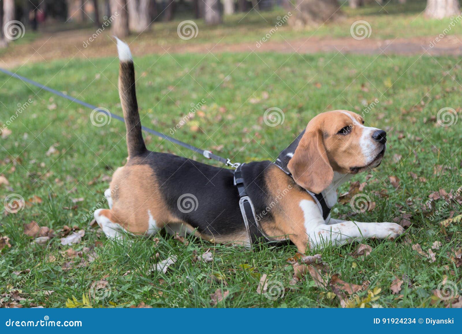 English Beagle Dog stock photo. Image of puppy, cheerful - 91924234