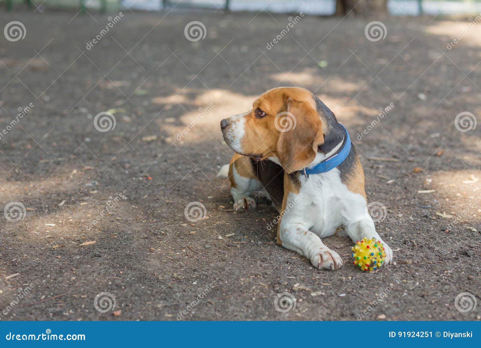English Beagle Dog stock image. Image of canine, leisure - 91924251