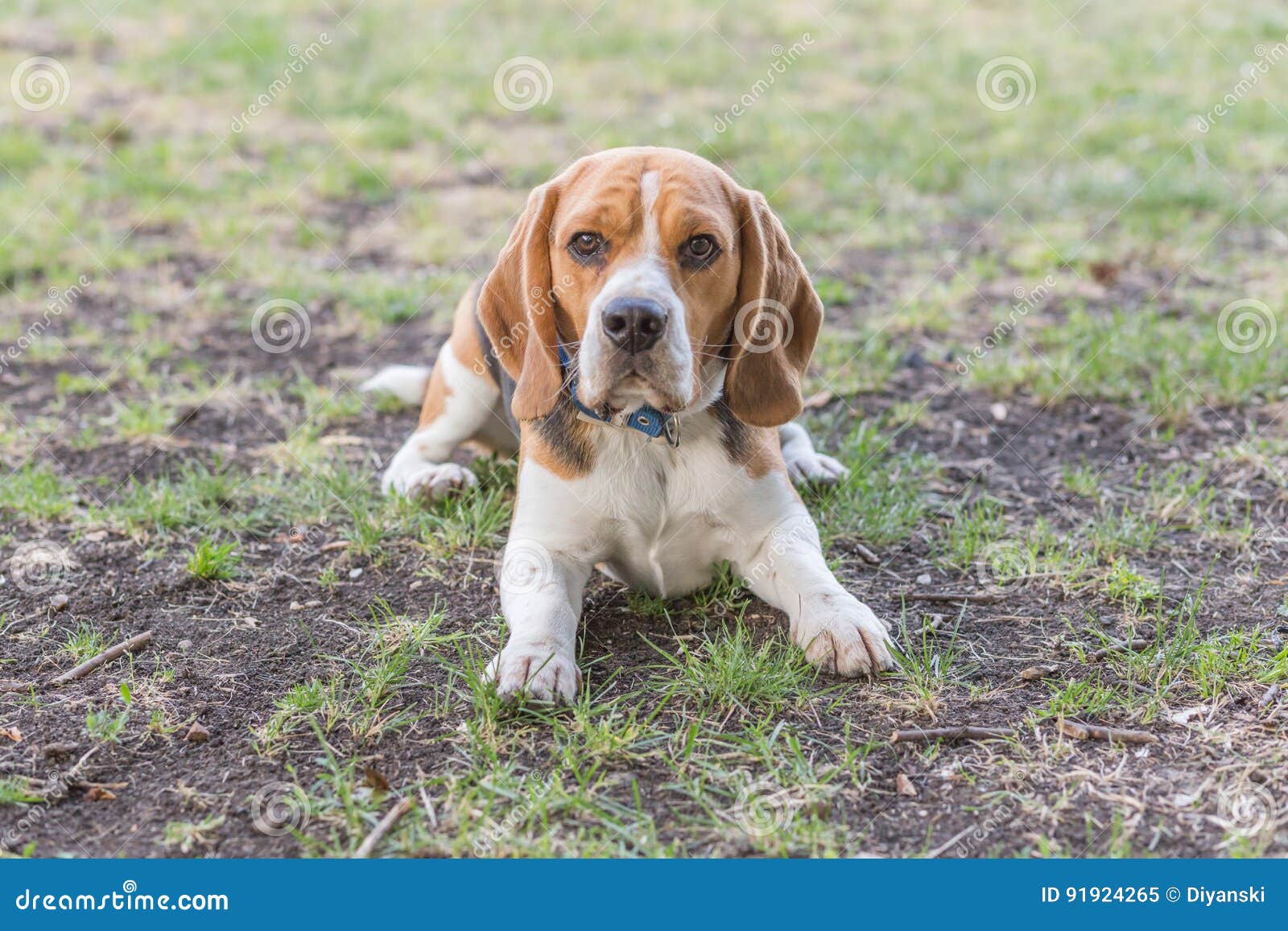 English Beagle Dog stock image. Image of nature, activity - 91924265