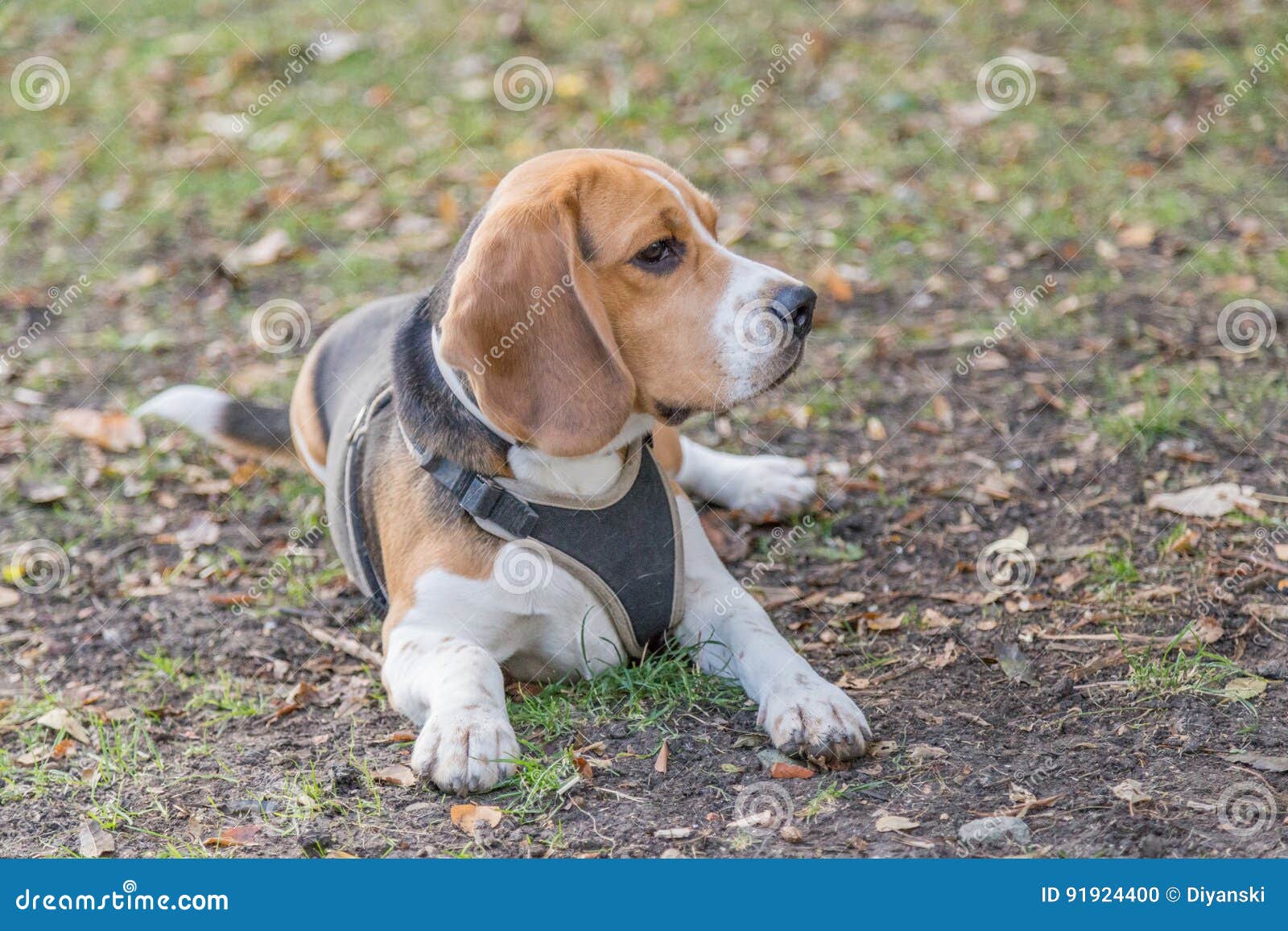English Beagle Dog stock photo. Image of cute, cheerful - 91924400