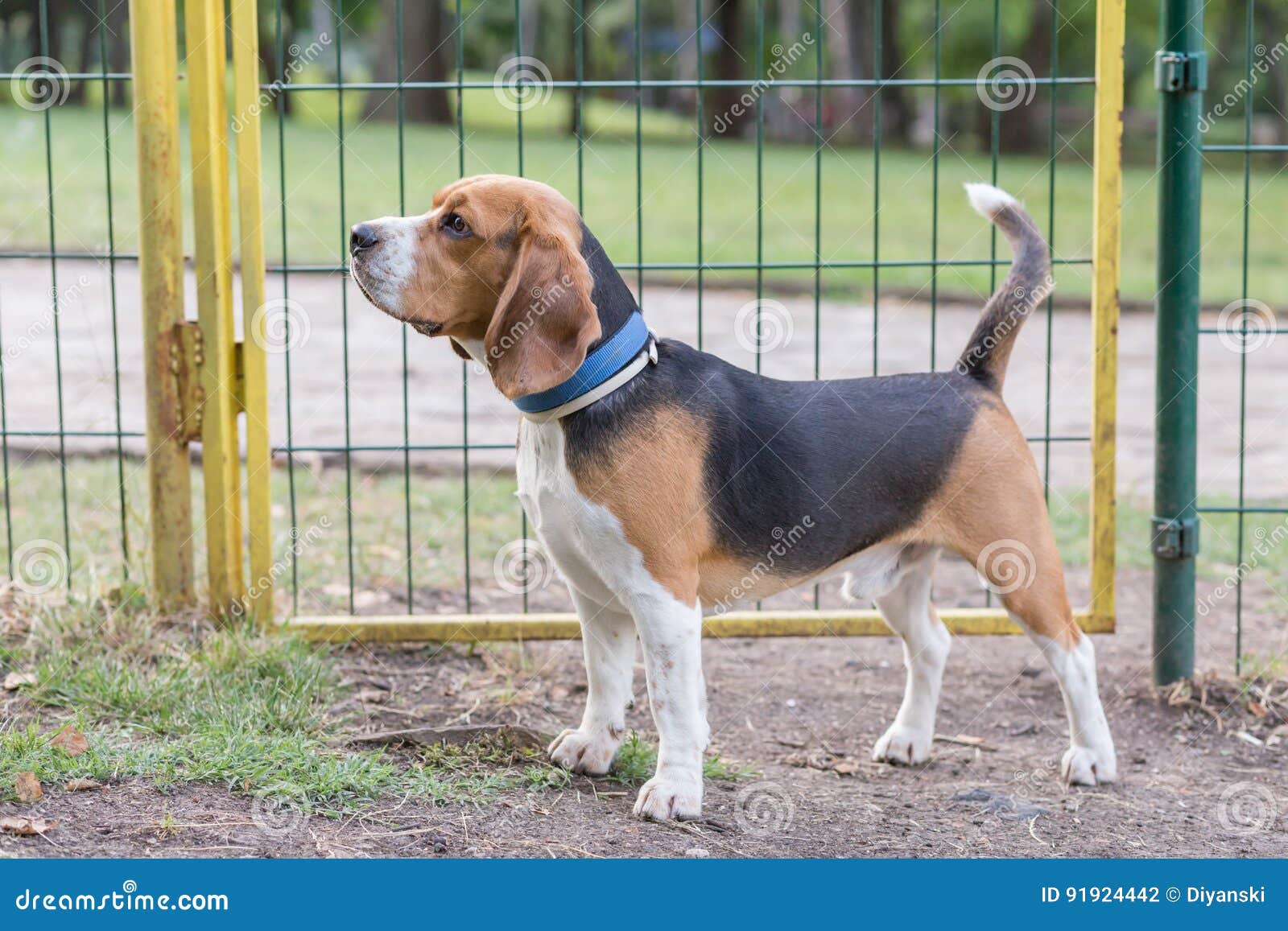 English Beagle Dog stock photo. Image of cheerful, animals - 91924442