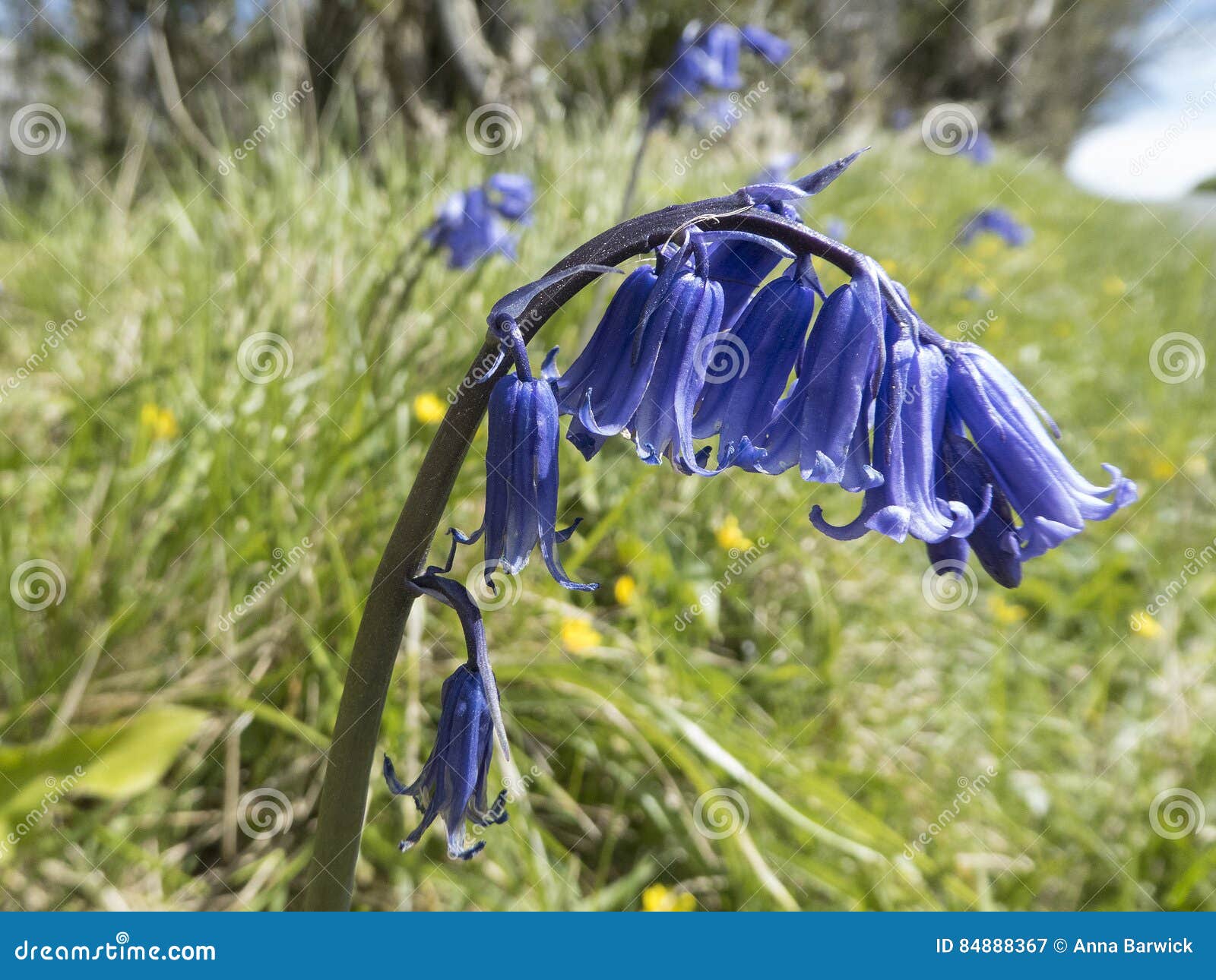English Bluebell, Hyacinthoides Non-scripta, Stem in Long Grass Stock ...