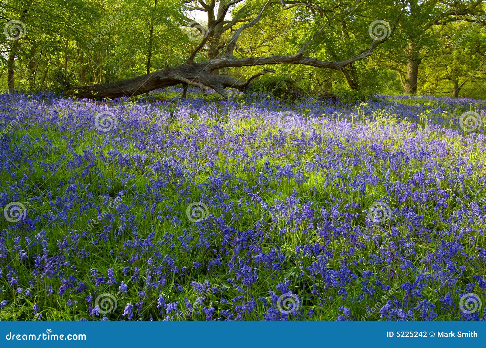 English Bluebell wood stock photo. Image of bouquet, bluebell - 5225242
