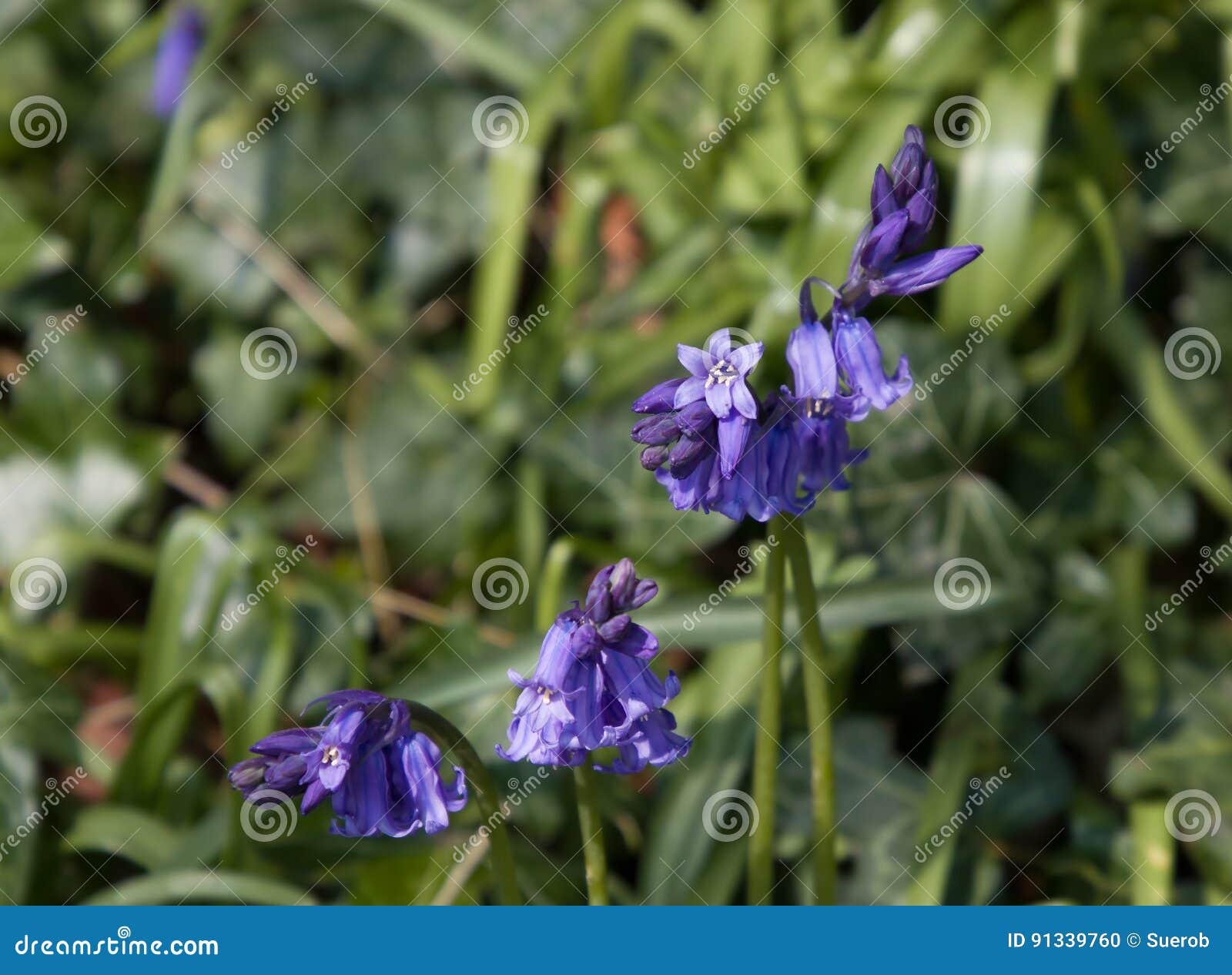 Native English Bluebells At Trewidden Gardens, Cornwall, UK Royalty ...
