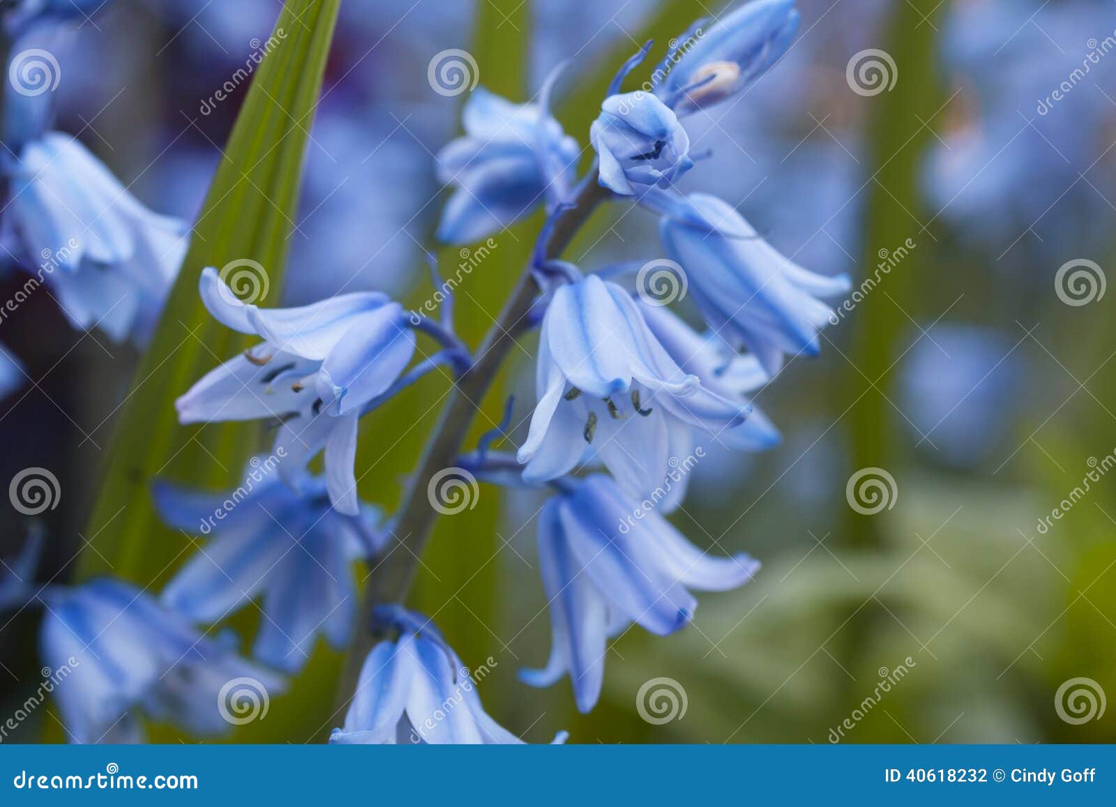 English bluebells stock photo. Image of spring, flowers - 40618232
