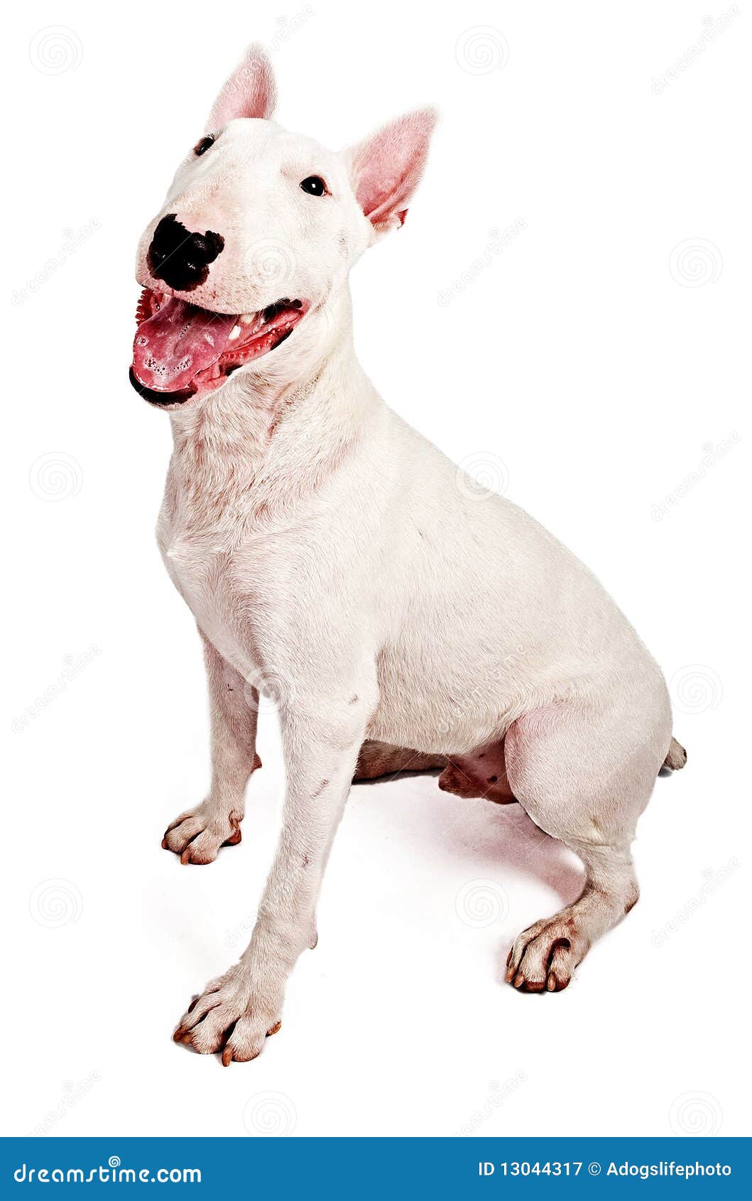 English Bull Terrier Stock Photography | CartoonDealer.com #44507852
