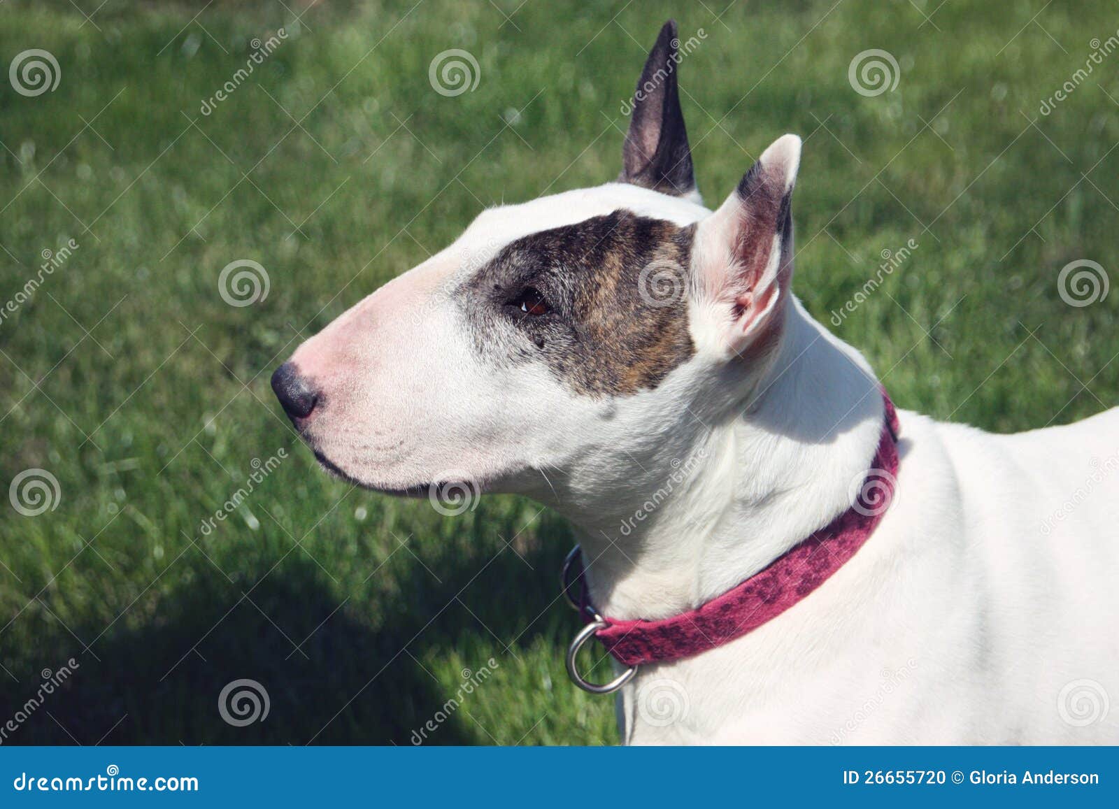 English Bull Terrier Profile Portrait Top View Stock Photo - Image of ...