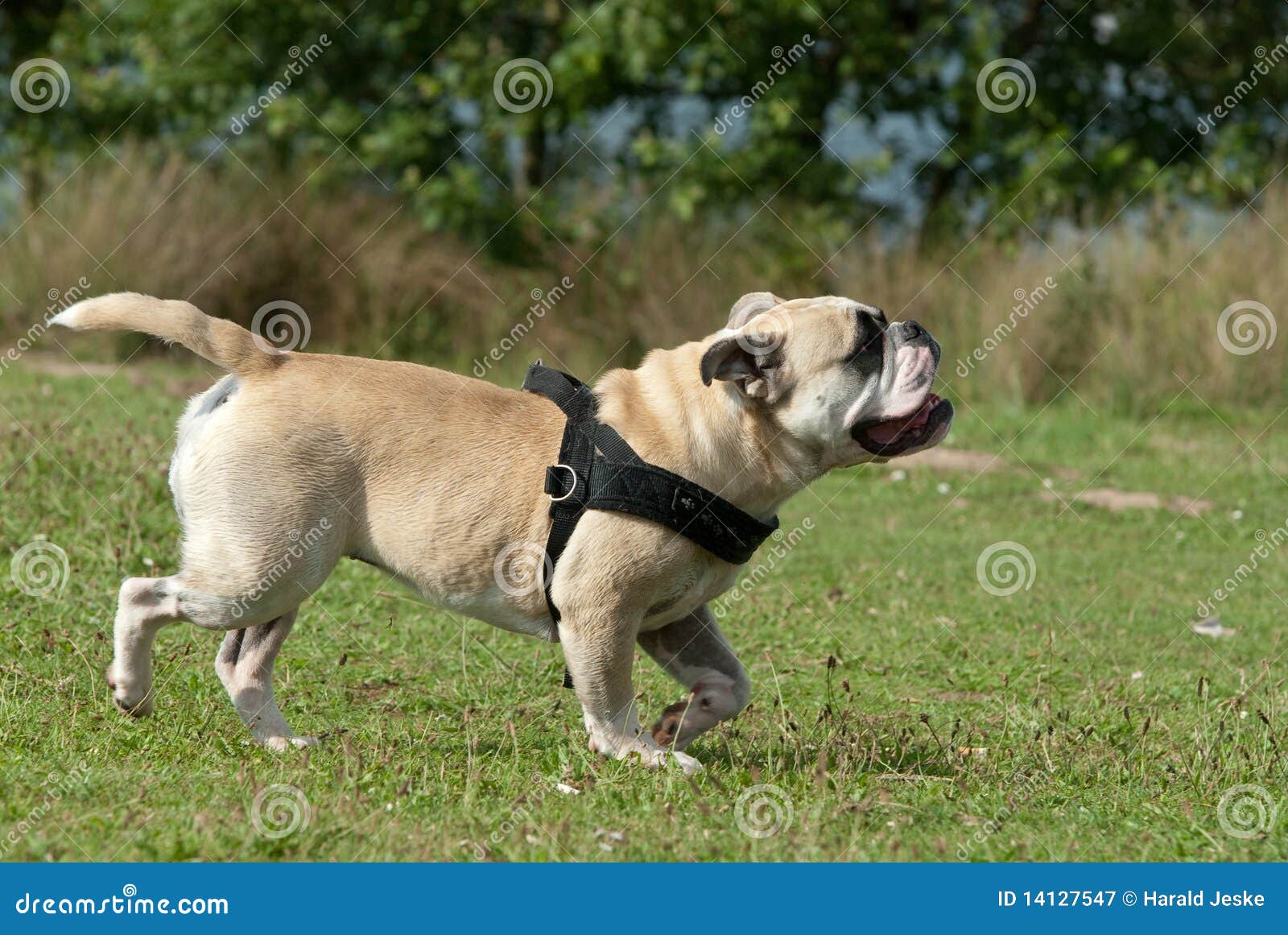 English bulldog stock image. Image of british, single - 14127547
