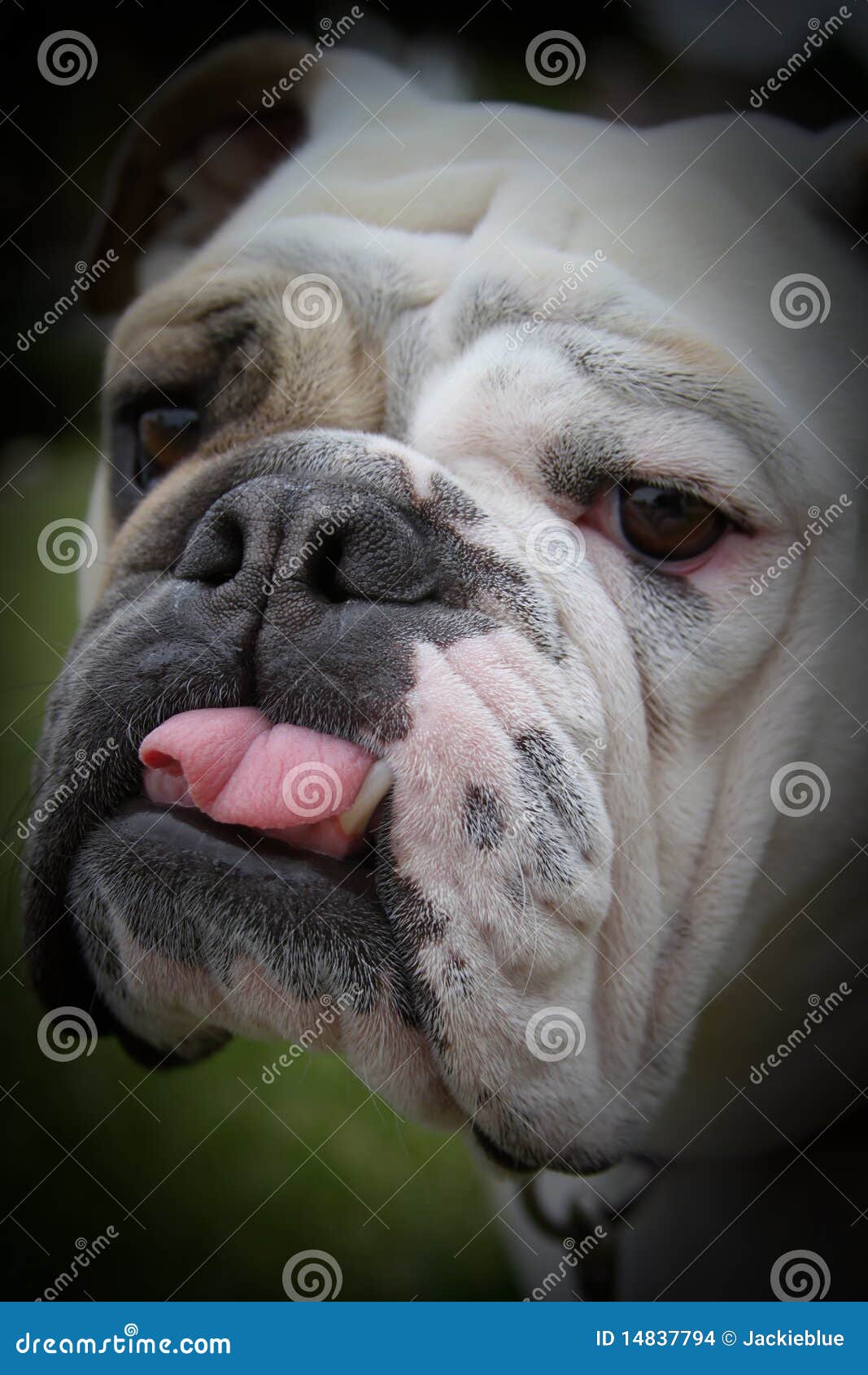 English Bulldog stock photo. Image of hair, bulldog, face - 14837794