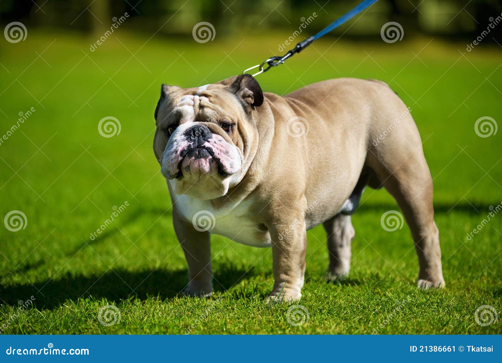 English Bulldog stock image. Image of bull, nature, park - 21386661