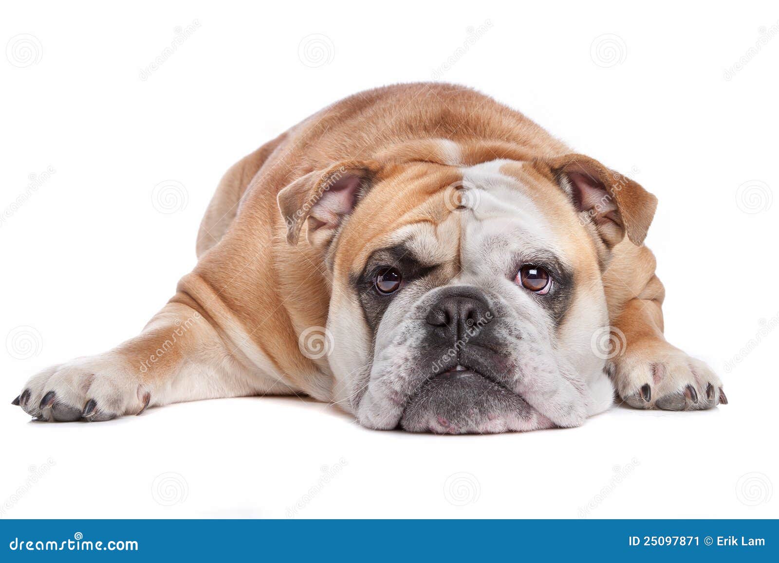 English bulldog stock image. Image of isolated, purebred - 25097871
