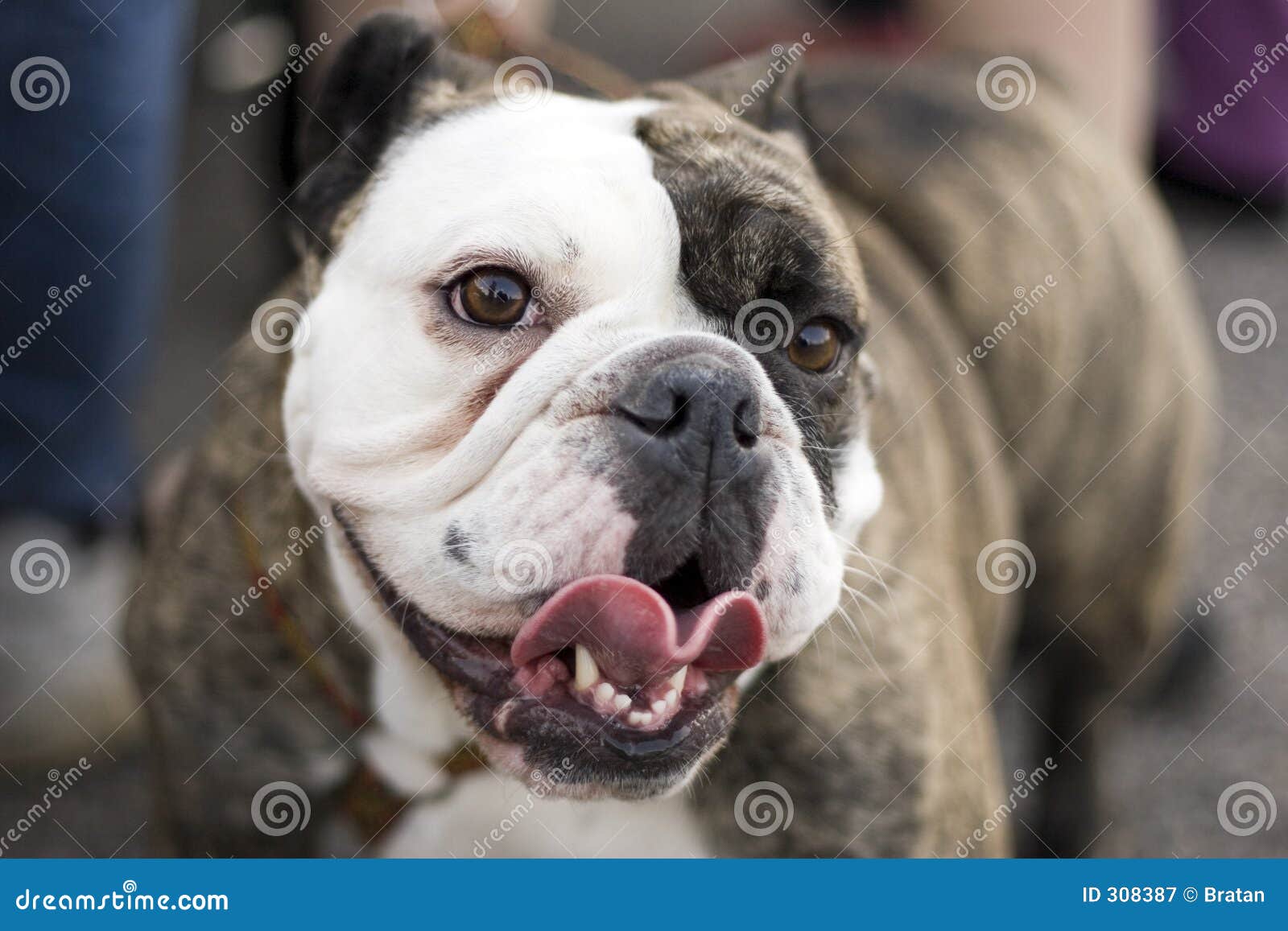 English Bulldog stock image. Image of pure, constant, bulldog - 308387