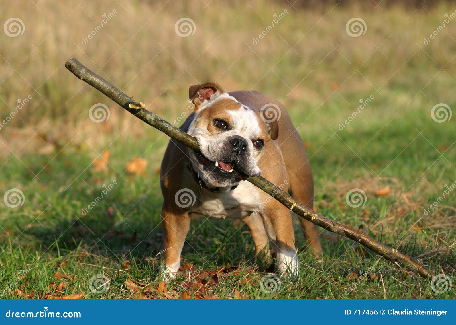 English bulldog stock photo. Image of cute, autumn, animal - 717456